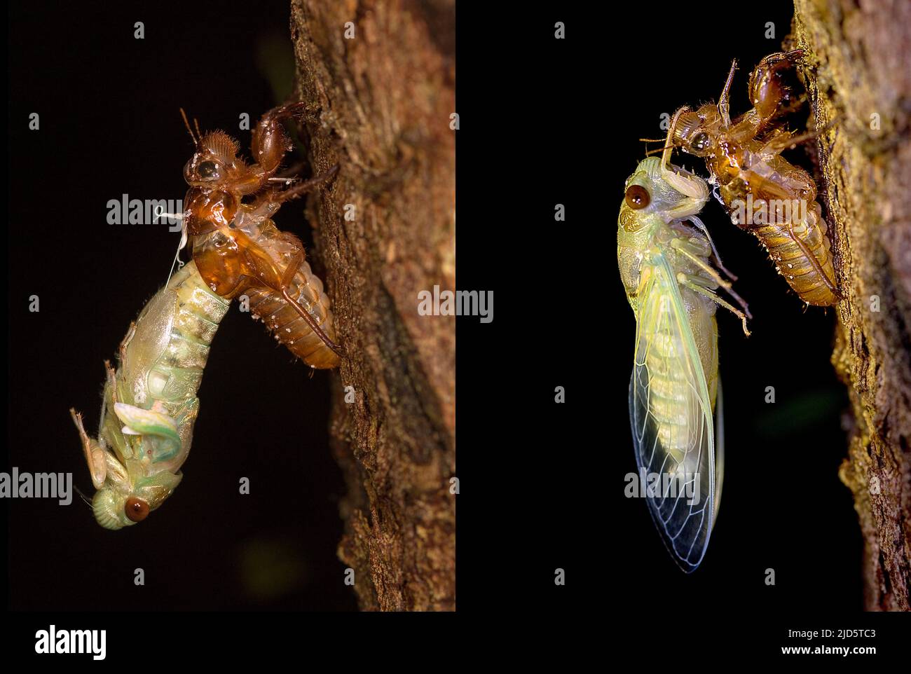 Cicada of malaysia hi-res stock photography and images - Alamy