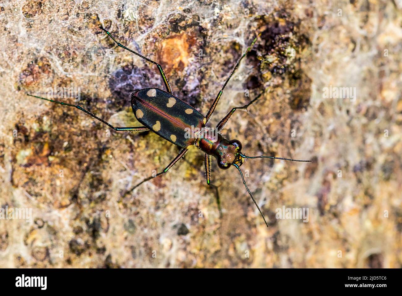 Tiger bettle (Cosmodela aurulenta) from Tanjung Puting National Park ...