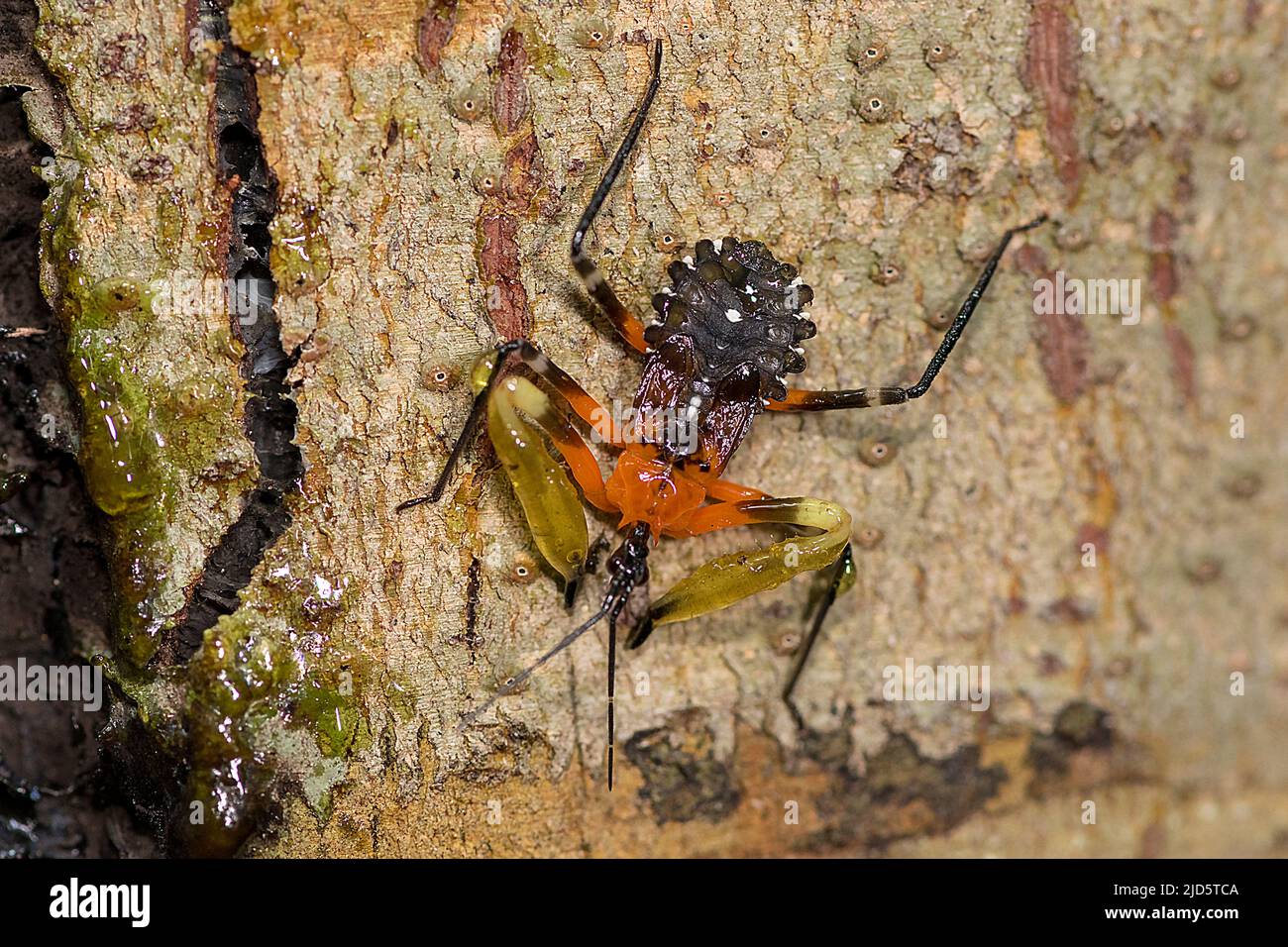 Resin assassin bug (Amulius sp., family Reduviidae) from the rainforest ...