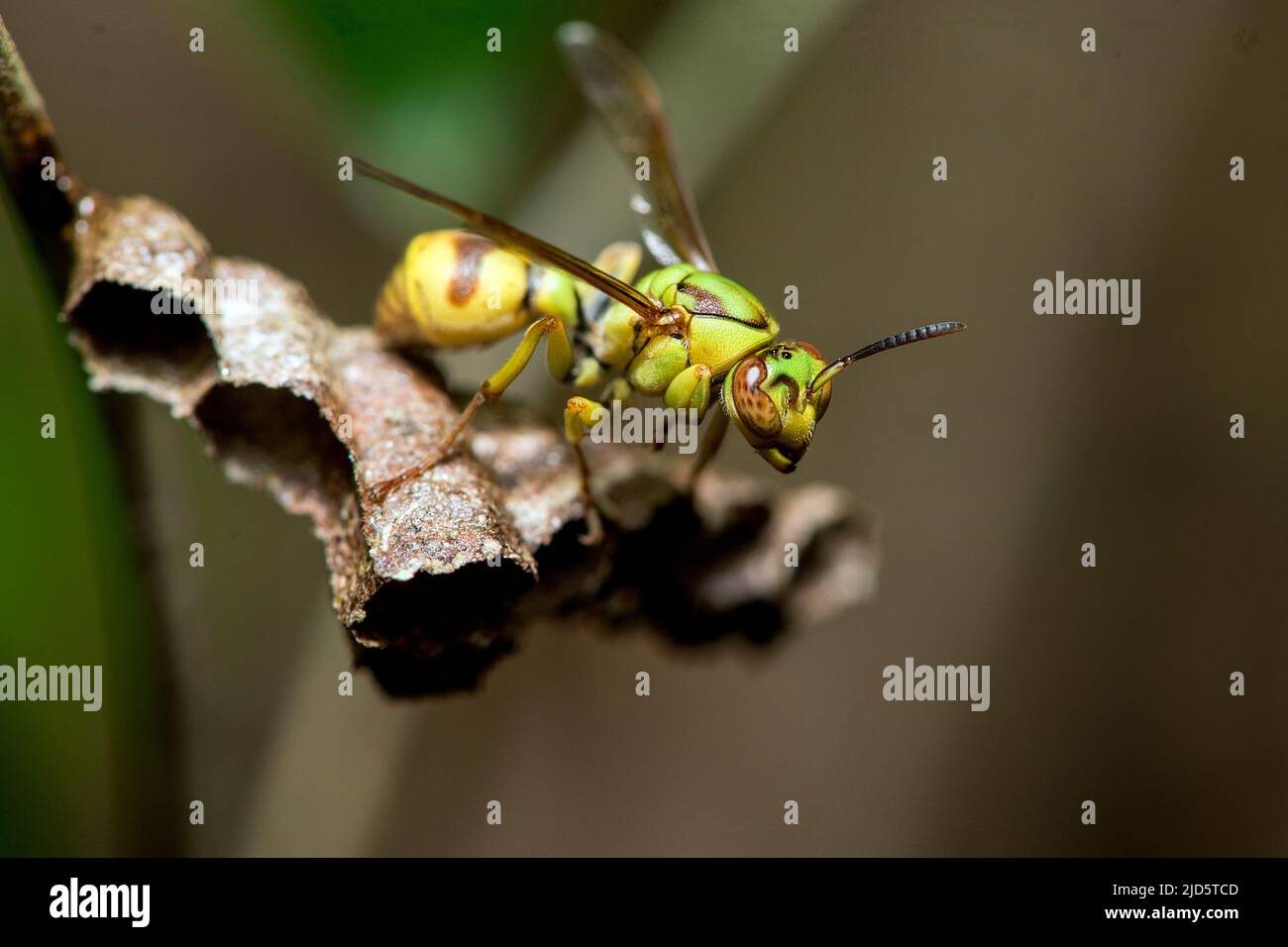 Beautiful wasp (Ropalidia sp.) from Palmarium, Madagascar Stock Photo ...