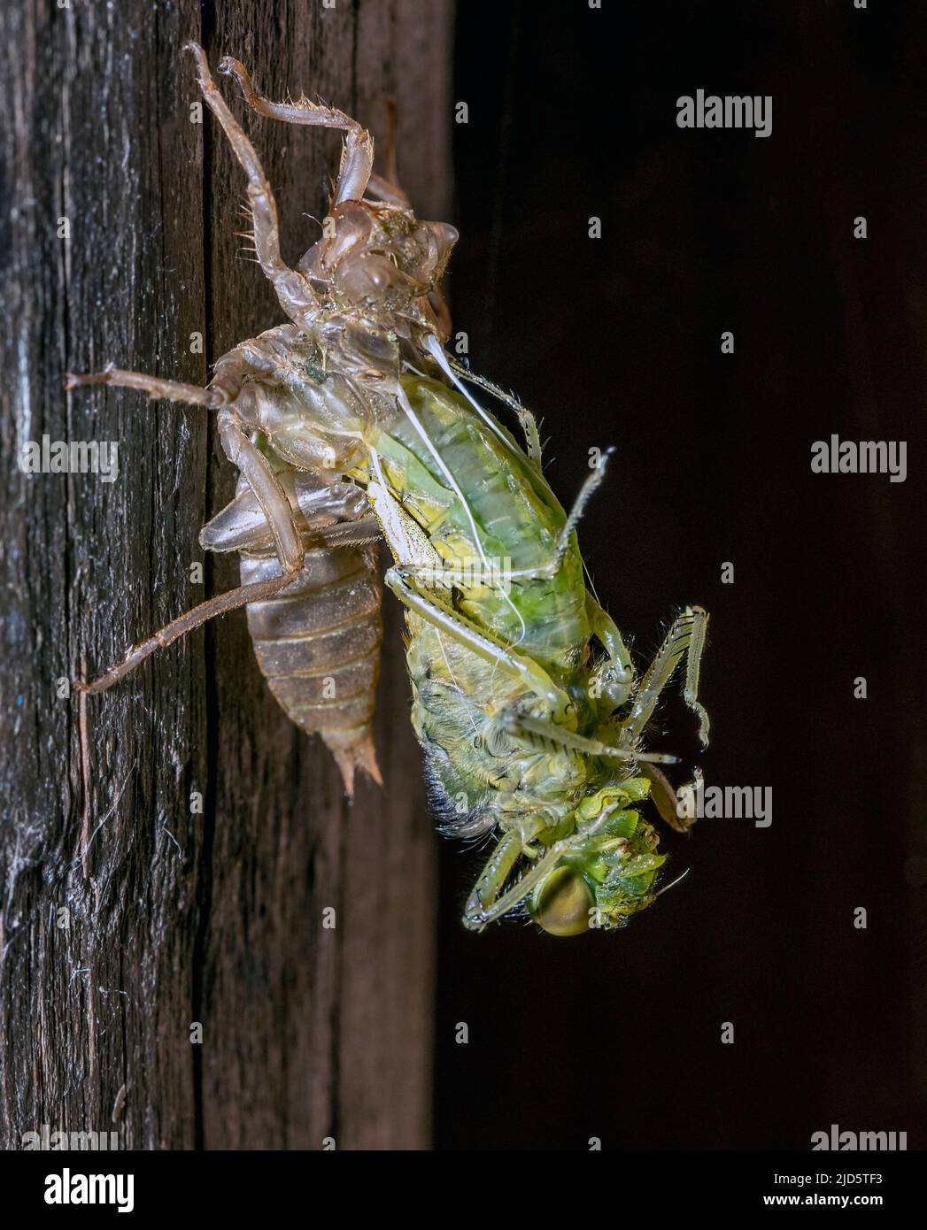 A nymph of the black-tailed skimmer (Orthetrum cancellatum) undergoes ...