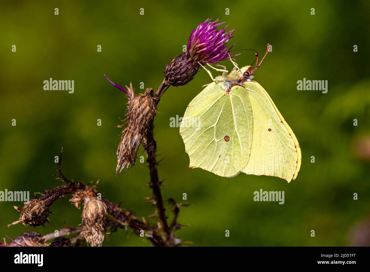 Common brimstone (Gonepteryx rhamni , male) from Hidra, south-western ...