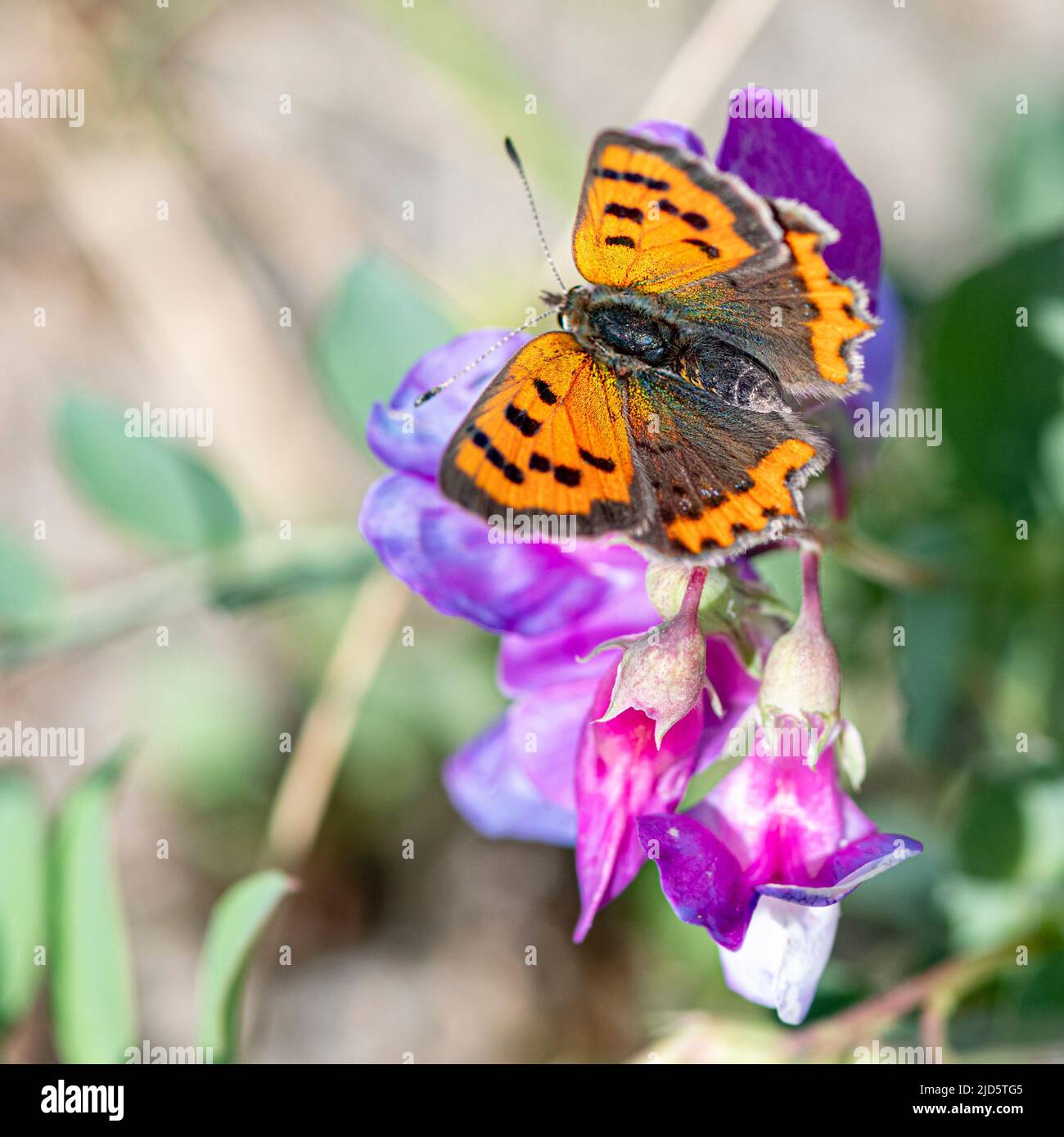 Common copper (Lycaena phlaeas) from Lista, southern Norway Stock Photo ...