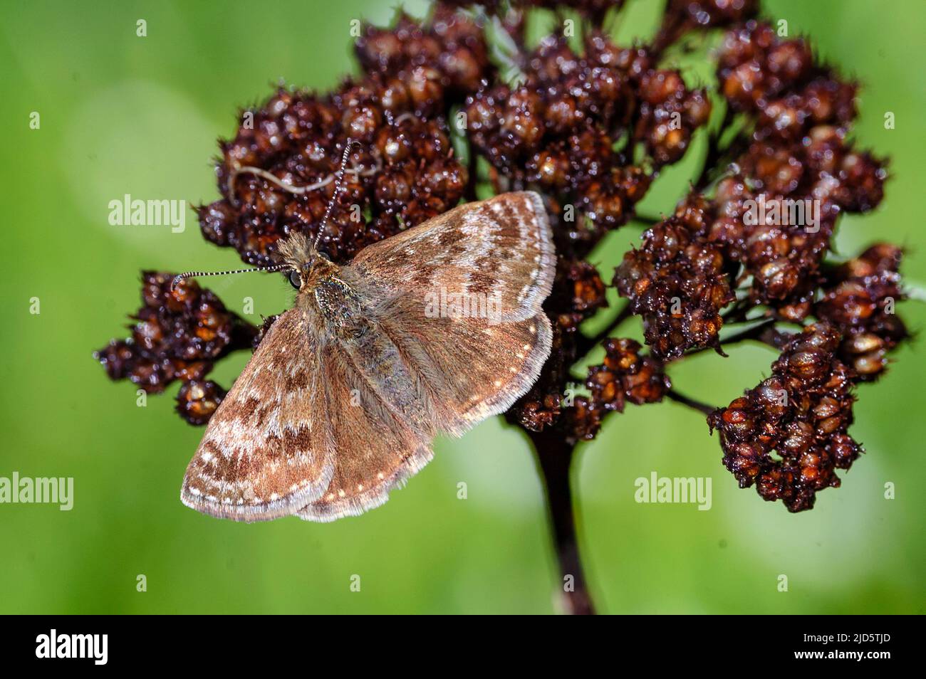 Digny skipper hi-res stock photography and images - Alamy