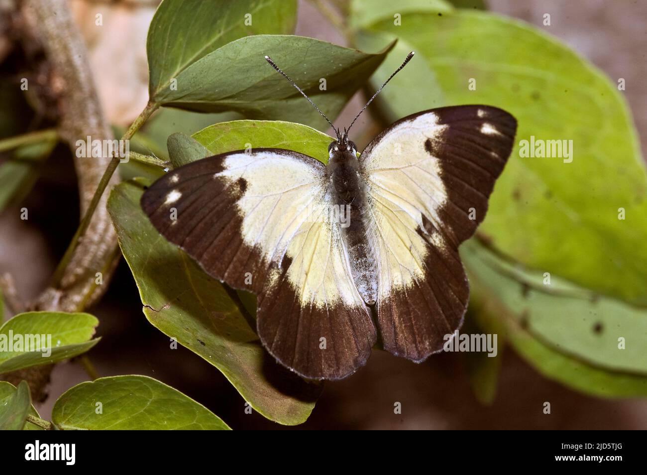 African Common White (Belenois creona) from lake Manyara, Tanzania ...