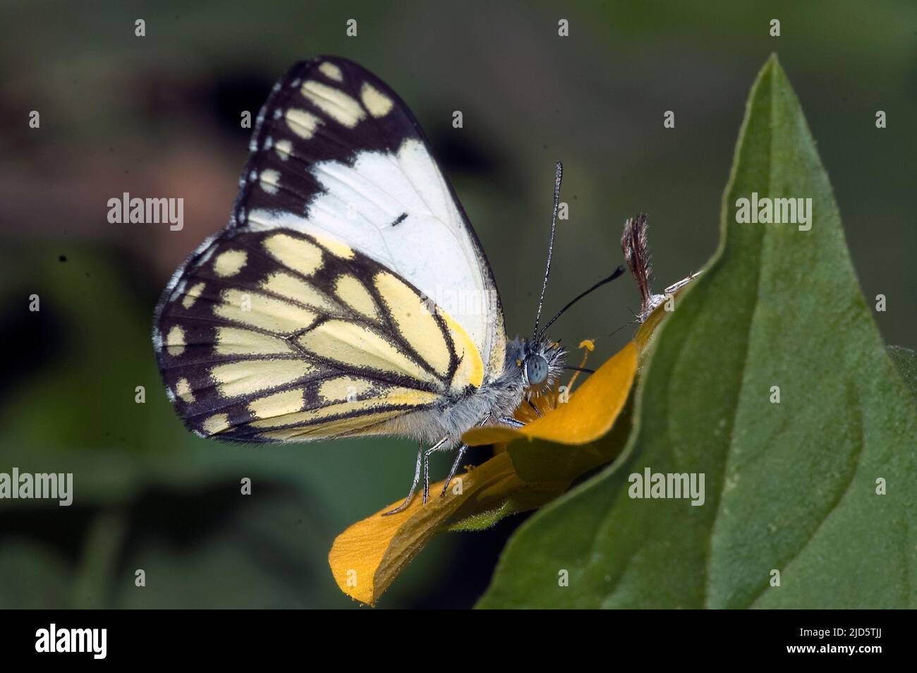 African Common White (Belenois creona) from Lake Manyara, Tanzania ...