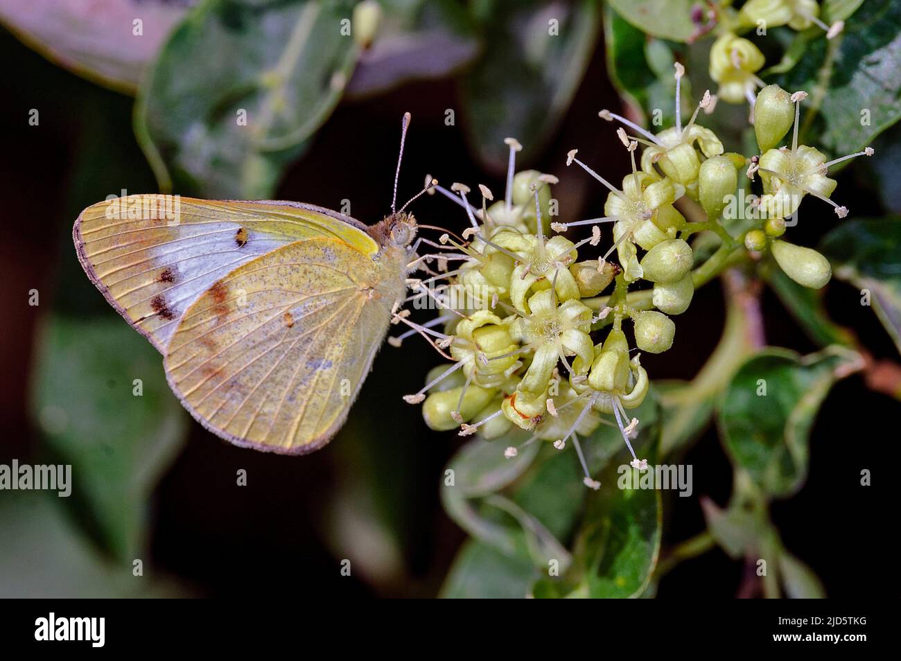 Colotis hi-res stock photography and images - Alamy