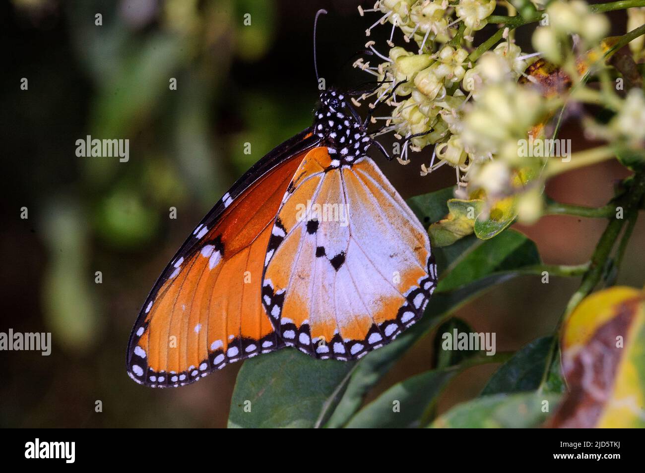 African Monarch (Danaus chrysippus dorippus) from Engaruka, Tanzania ...