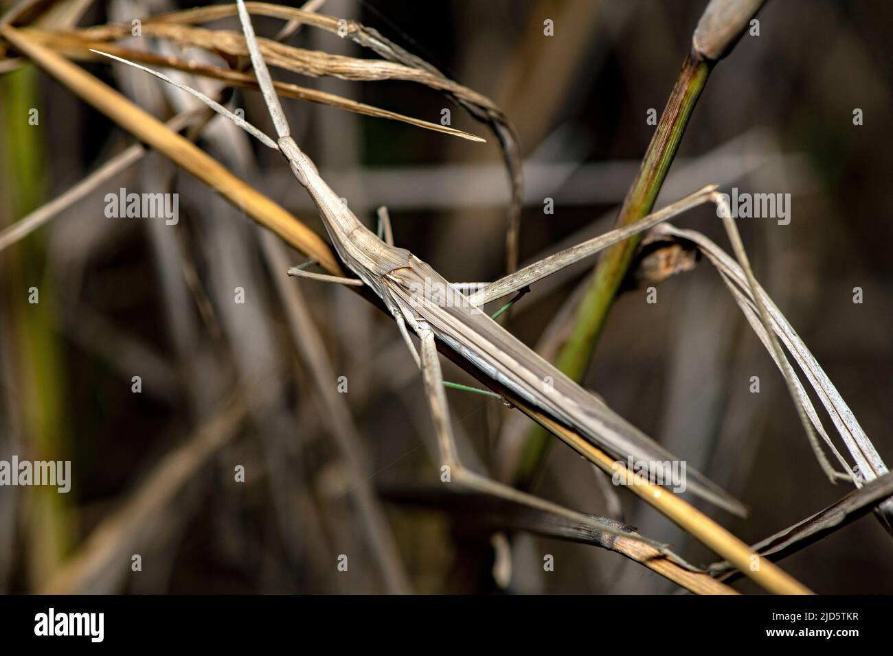 Stick insects madagascar hi-res stock photography and images - Alamy