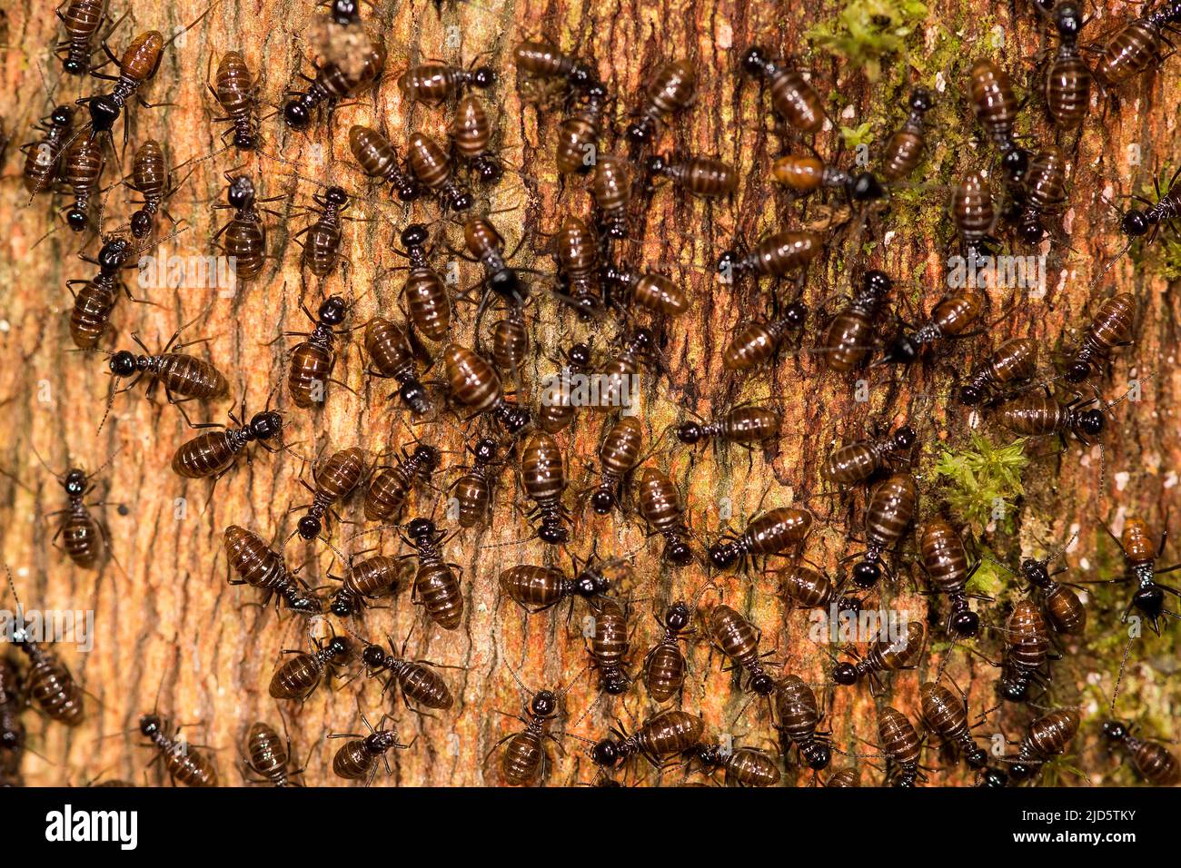 Termites of the genus Hospitalitermes from Deramakot forest, Sabah ...