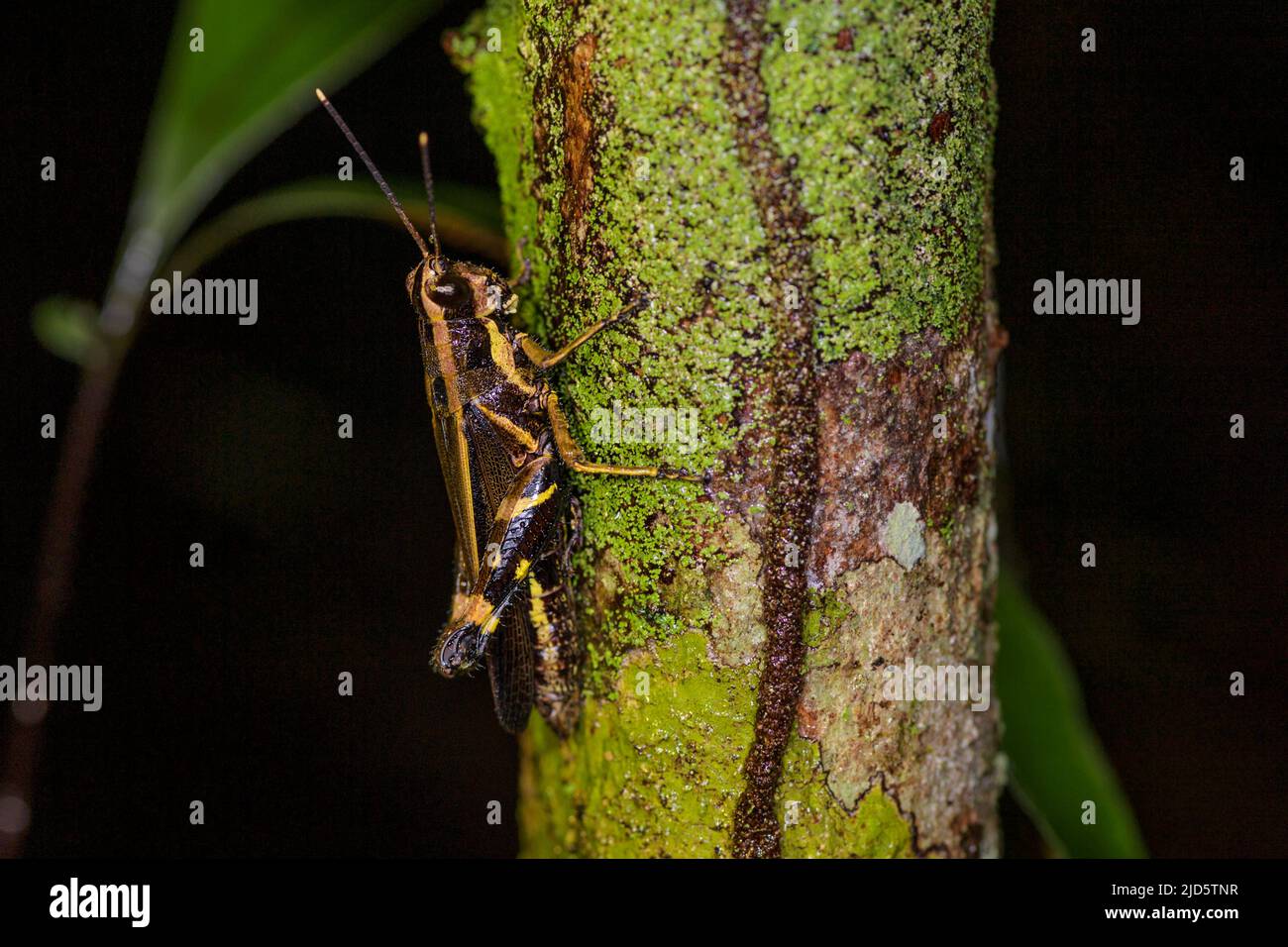 Unidentified short-horned grasshopper (Fam. Acrididae) from Tanjung ...