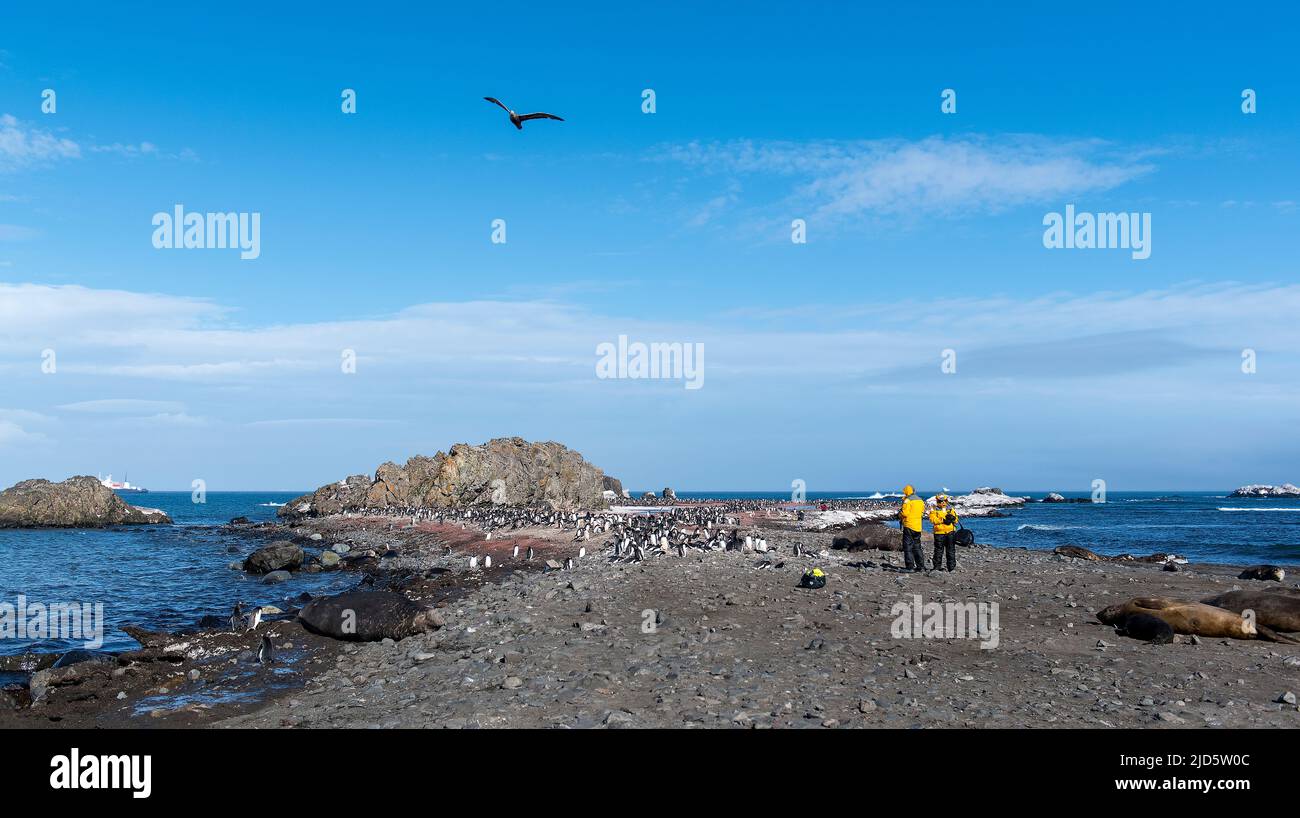 Elephant Point at Livingston Island, Antarctica Stock Photo - Alamy