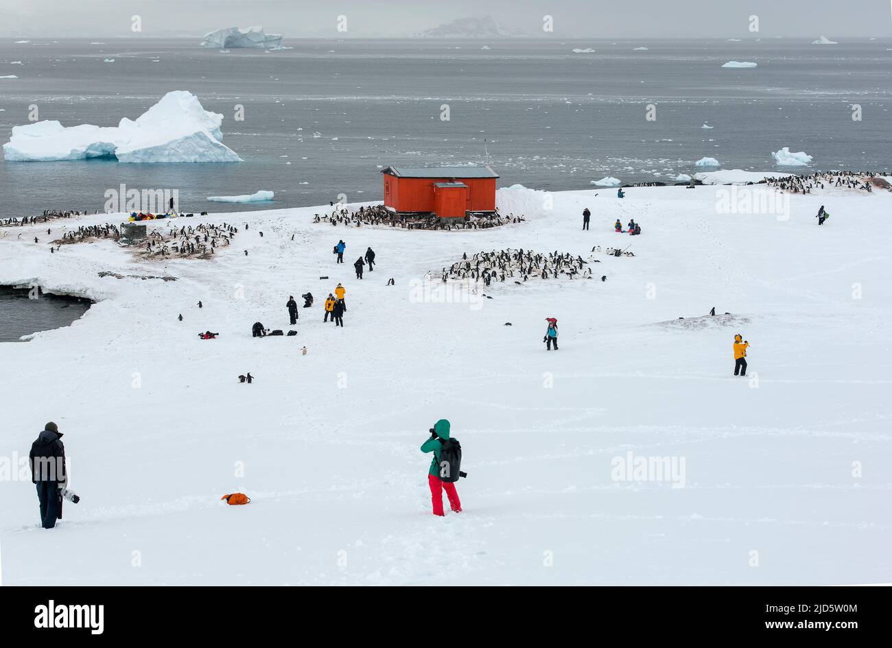 Ecotourists and Gentoo penguin colonies at Mikkelsen Harbor, Trinity ...