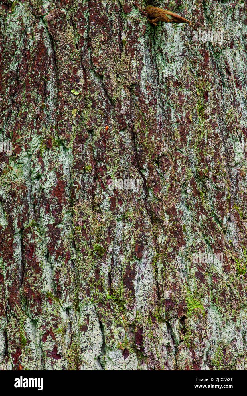 Old conifer mature tree hi-res stock photography and images - Alamy