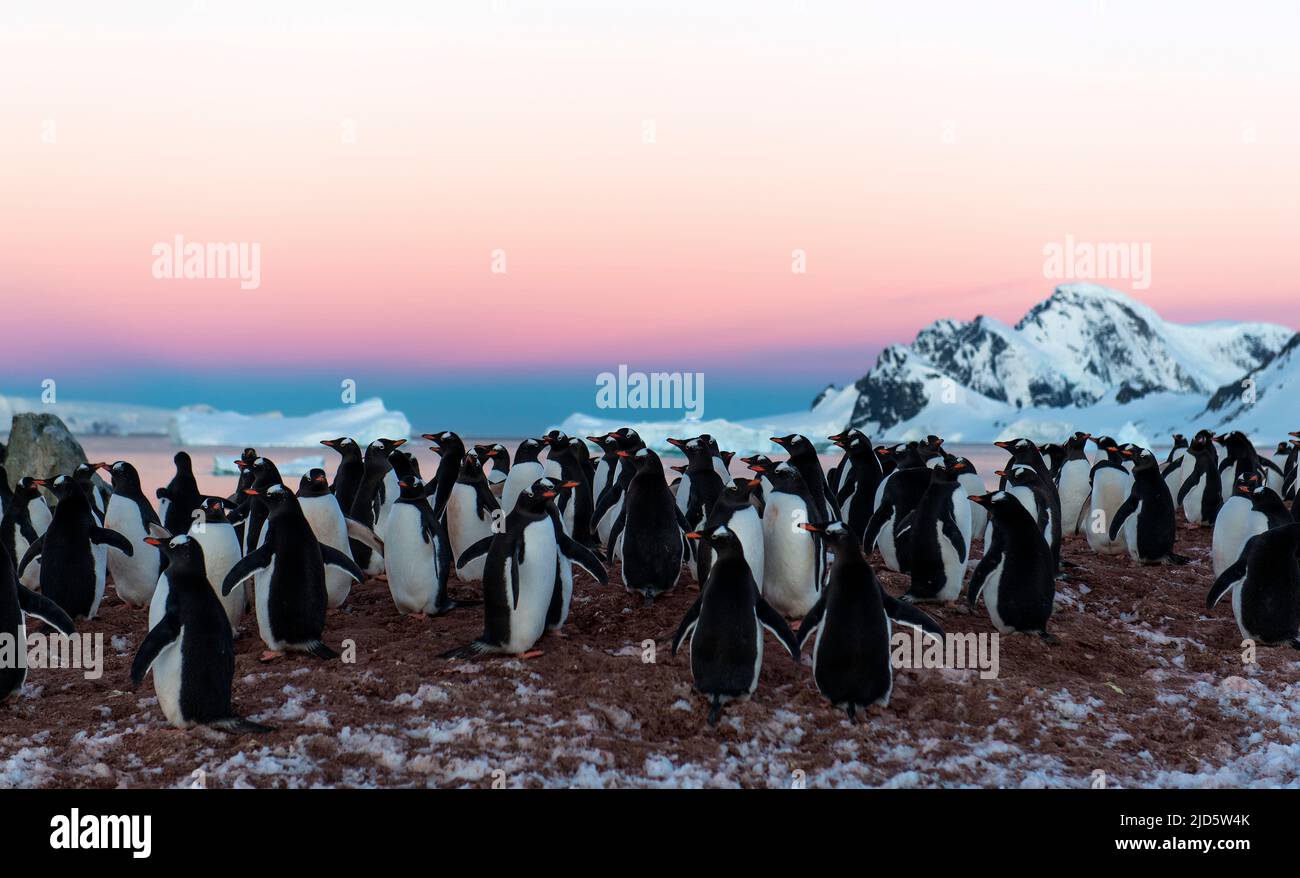 Antarctica sunset ice penguin hi-res stock photography and images - Alamy