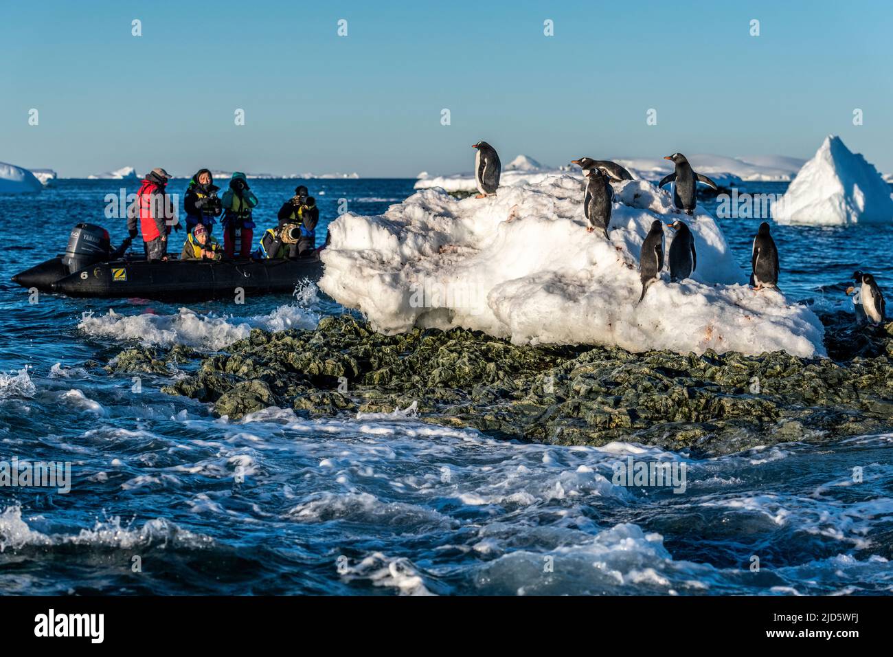 Nature photographers photographing gentoo penguins at Hydrurga Rocks ...