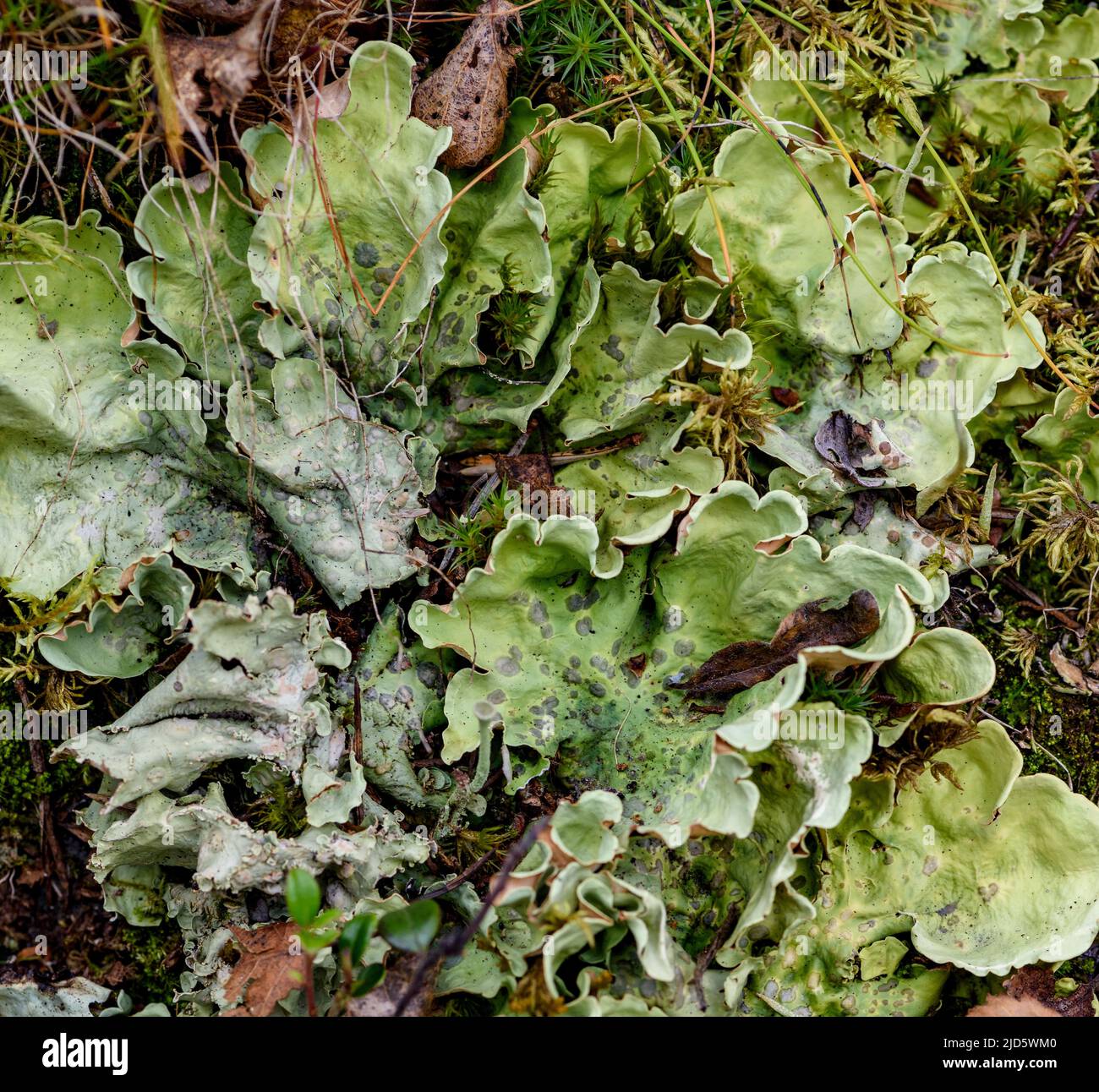 Nephroma arcticum from western Norway at an elevation of 900 meters ...