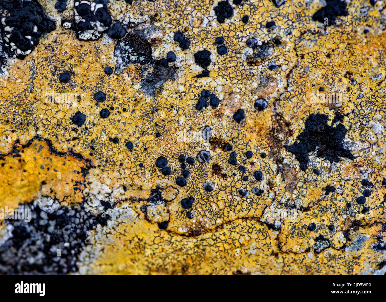 Porpidia flavocaerulescens from Lierne National Park (Tröndelag, Norway ...