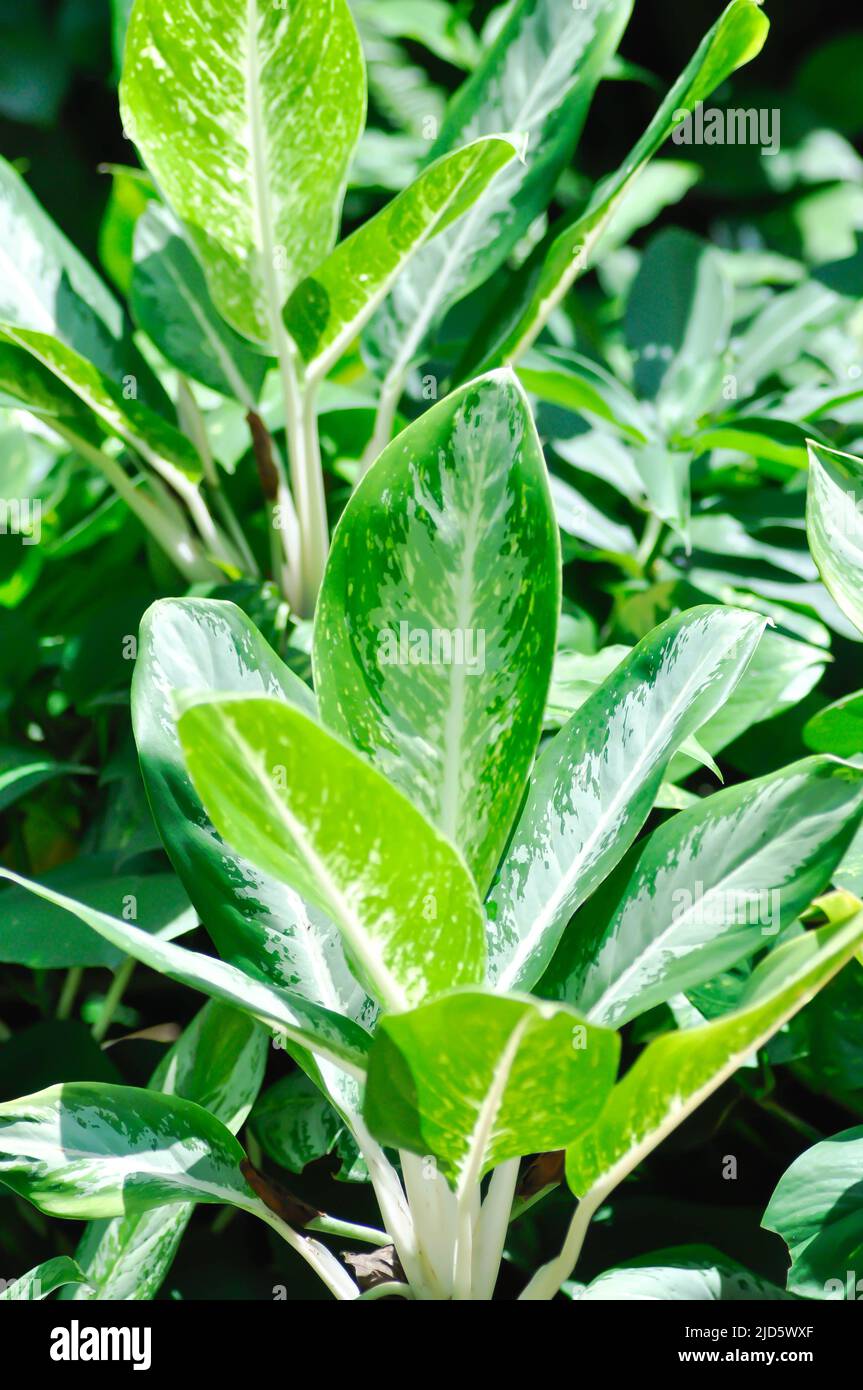 Aglaonema aglaonema sp hi-res stock photography and images - Alamy