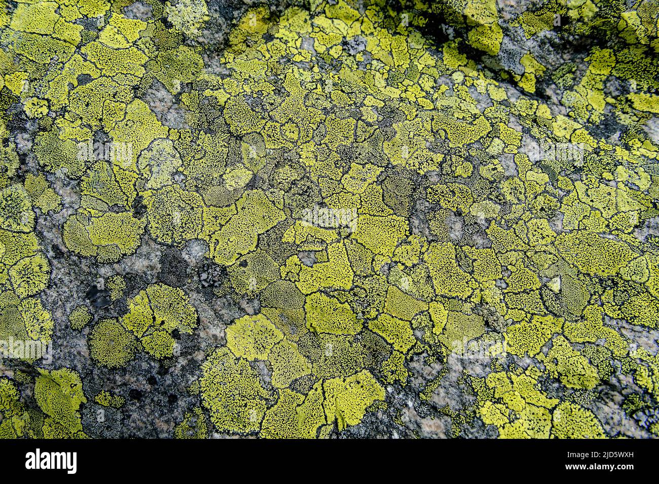 Common map lichen (Rhizocarpon geographicum) growing at about 900 ...