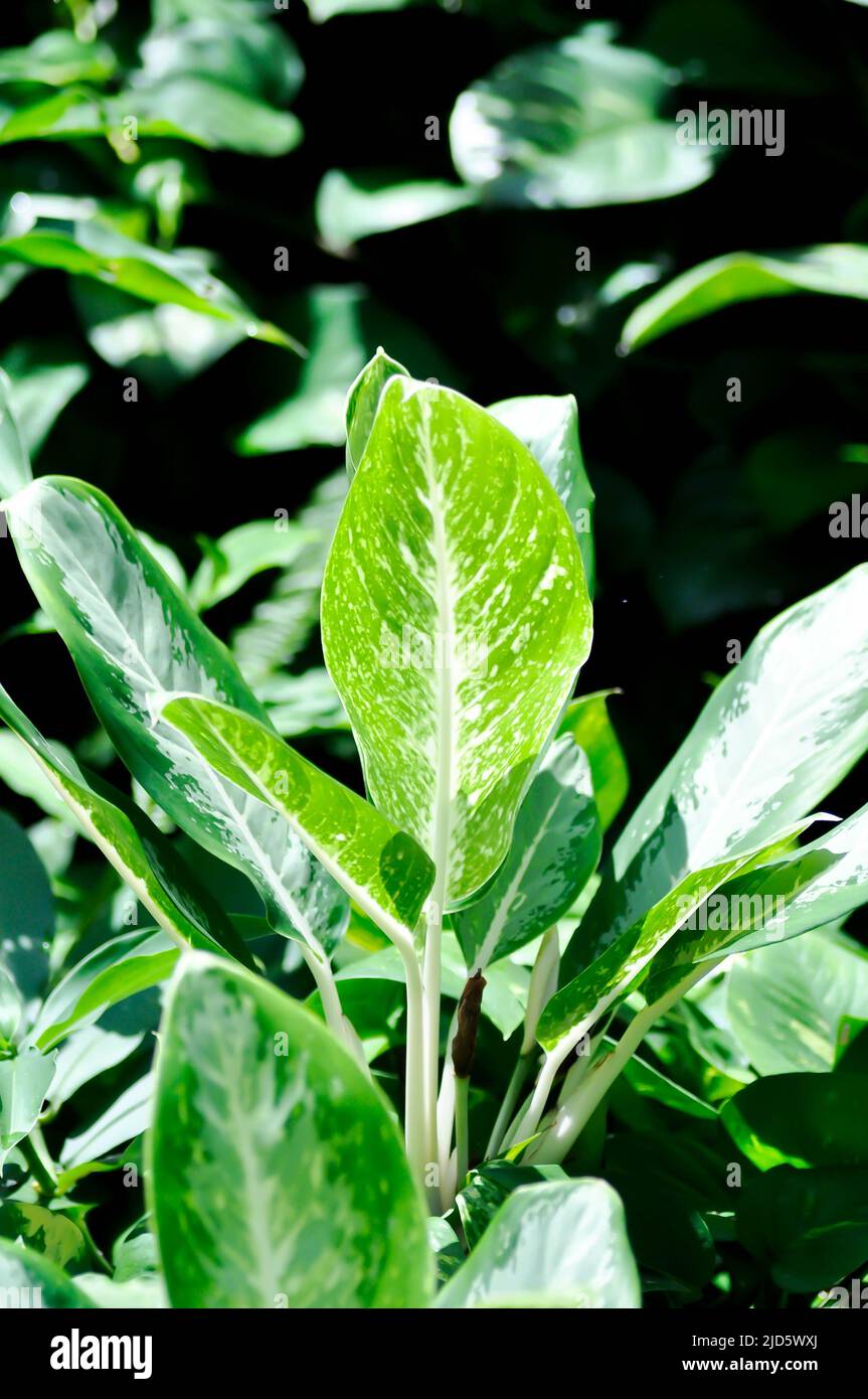 Aglaonema sp,Udomsap,Chinese Evergreen, ARACEAE or Aglaonema plant ...