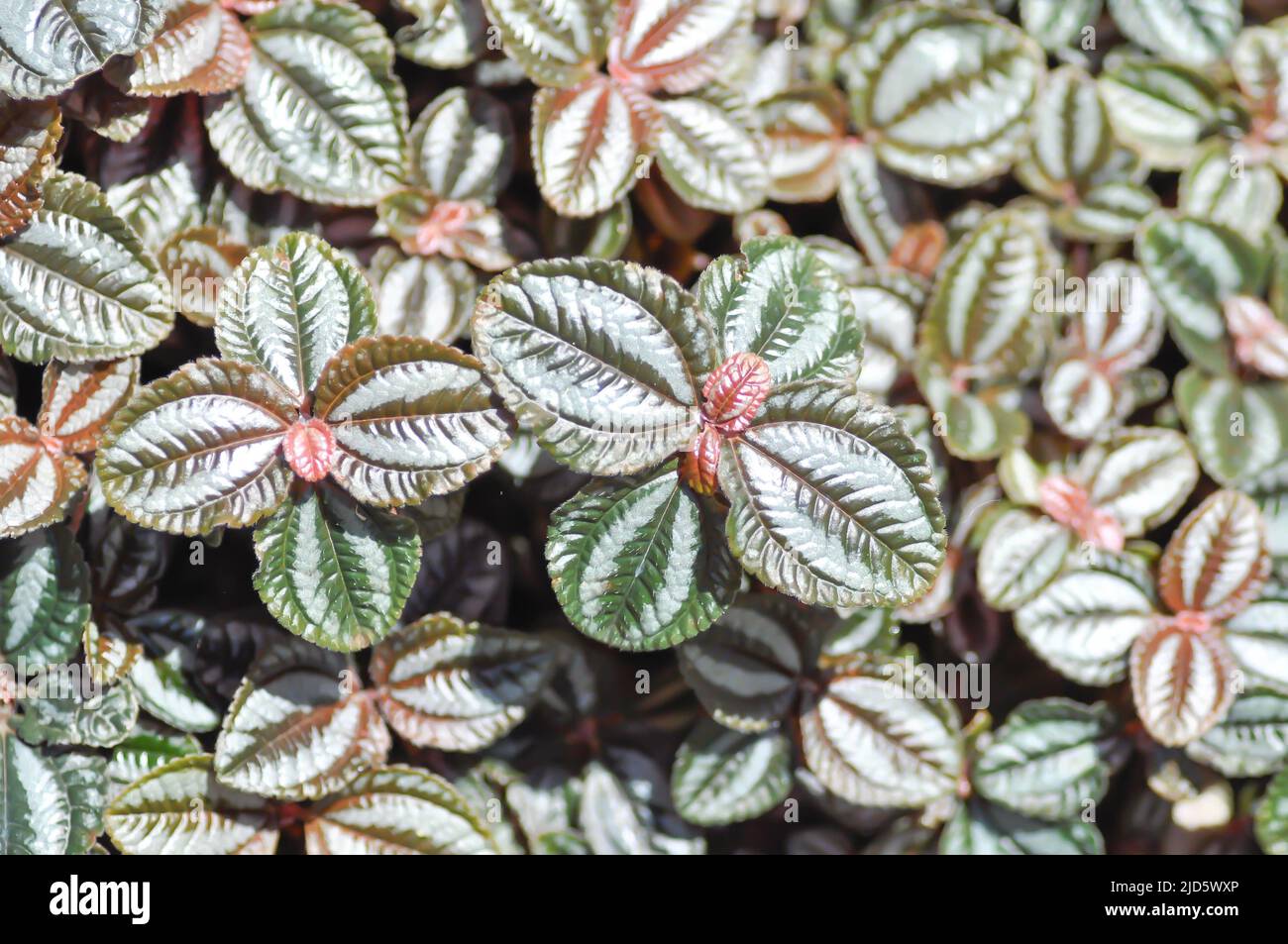 Pilea involucrata pan am hi-res stock photography and images - Alamy