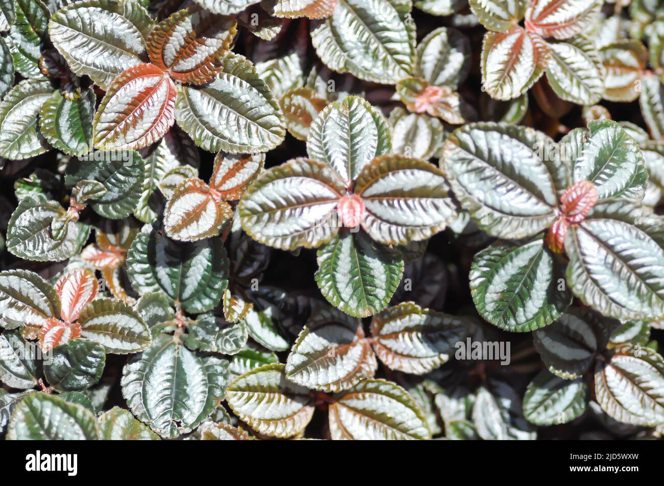 pilea involucrata norfolk ,friendship plant or pilea involucrata pan am ...