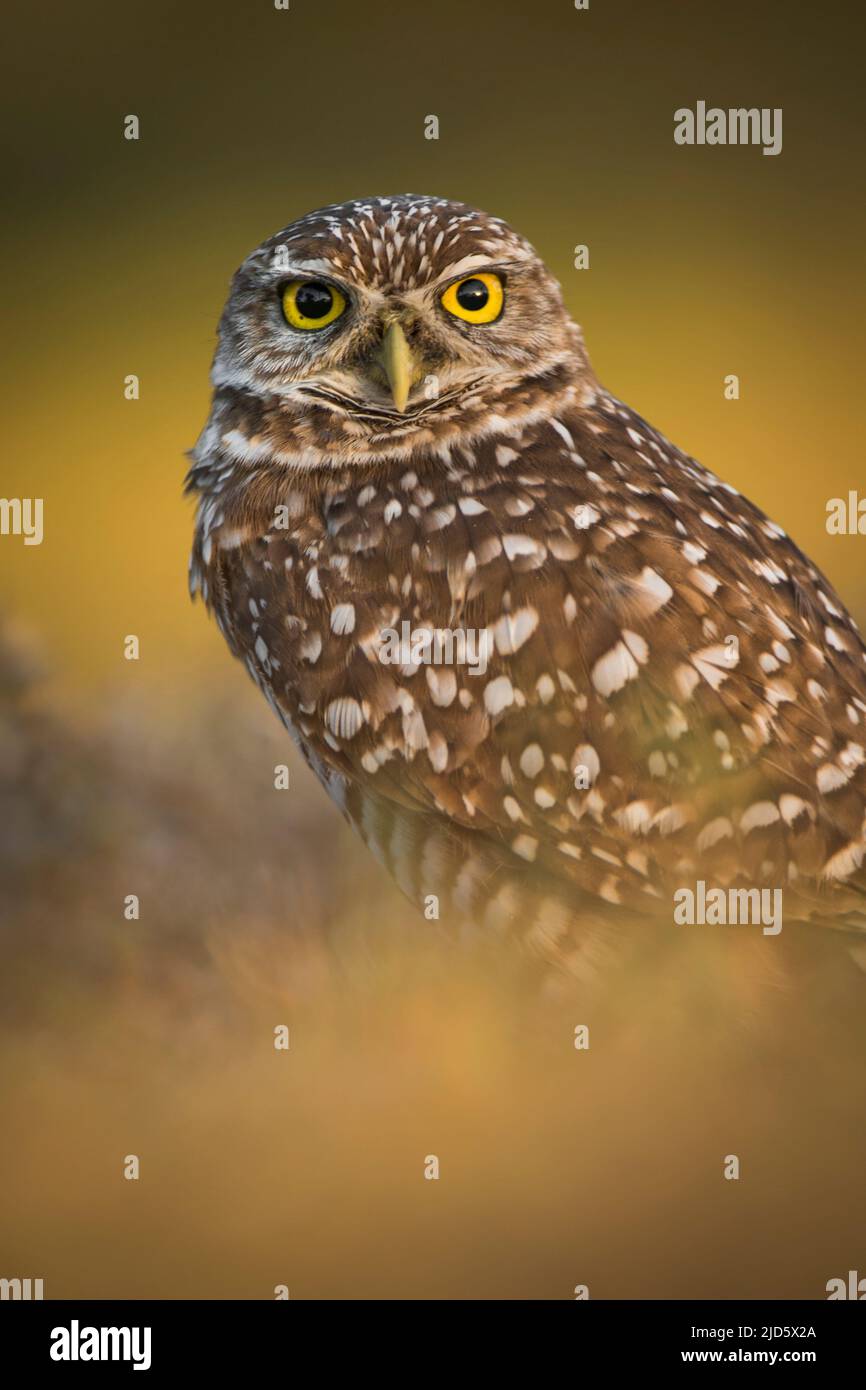 An artistic portrait of a male burrowing owl standing guard over his ...