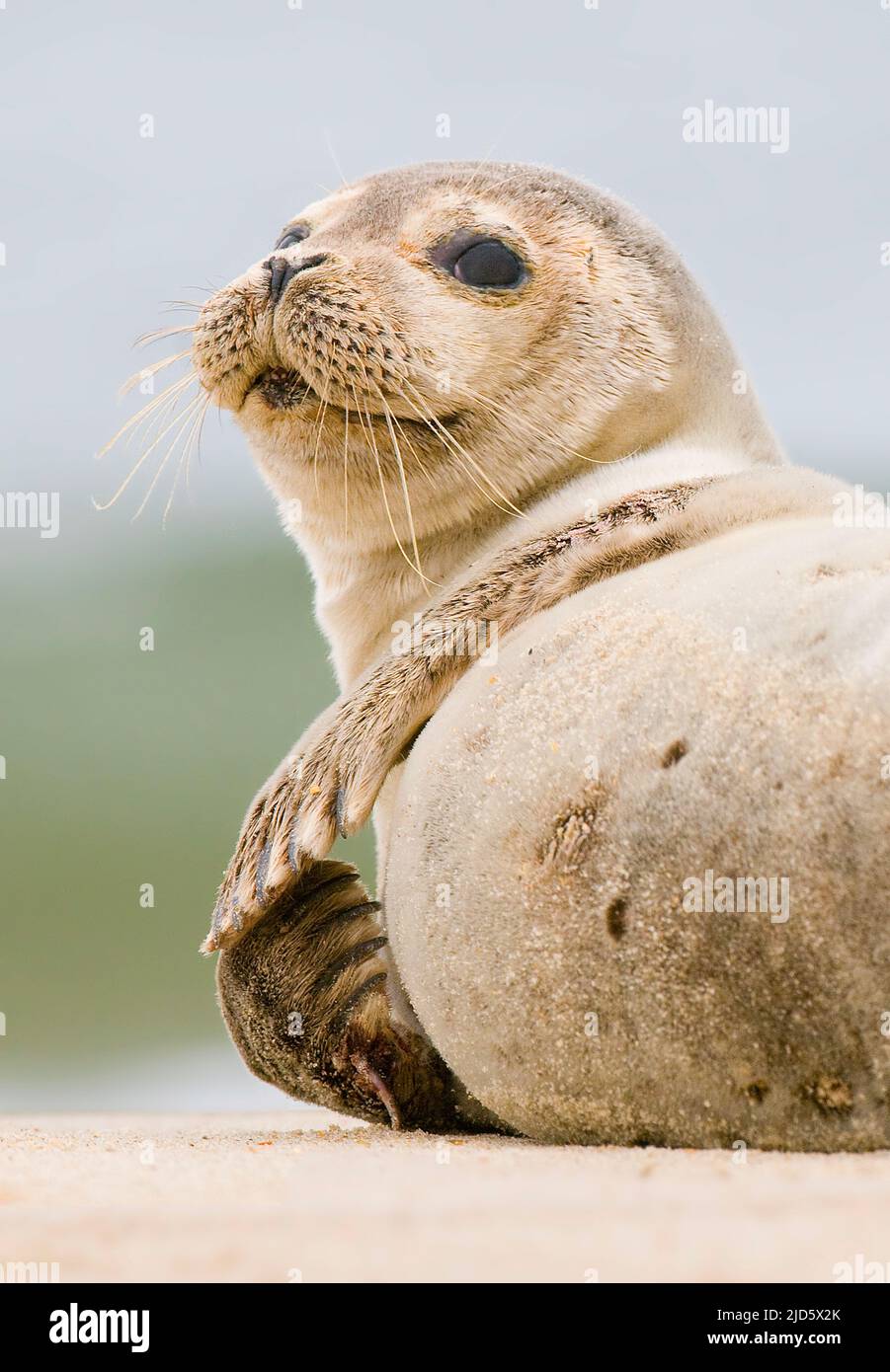 a harbor seal pup lays on the beaches of the Outer Banks in the winter ...