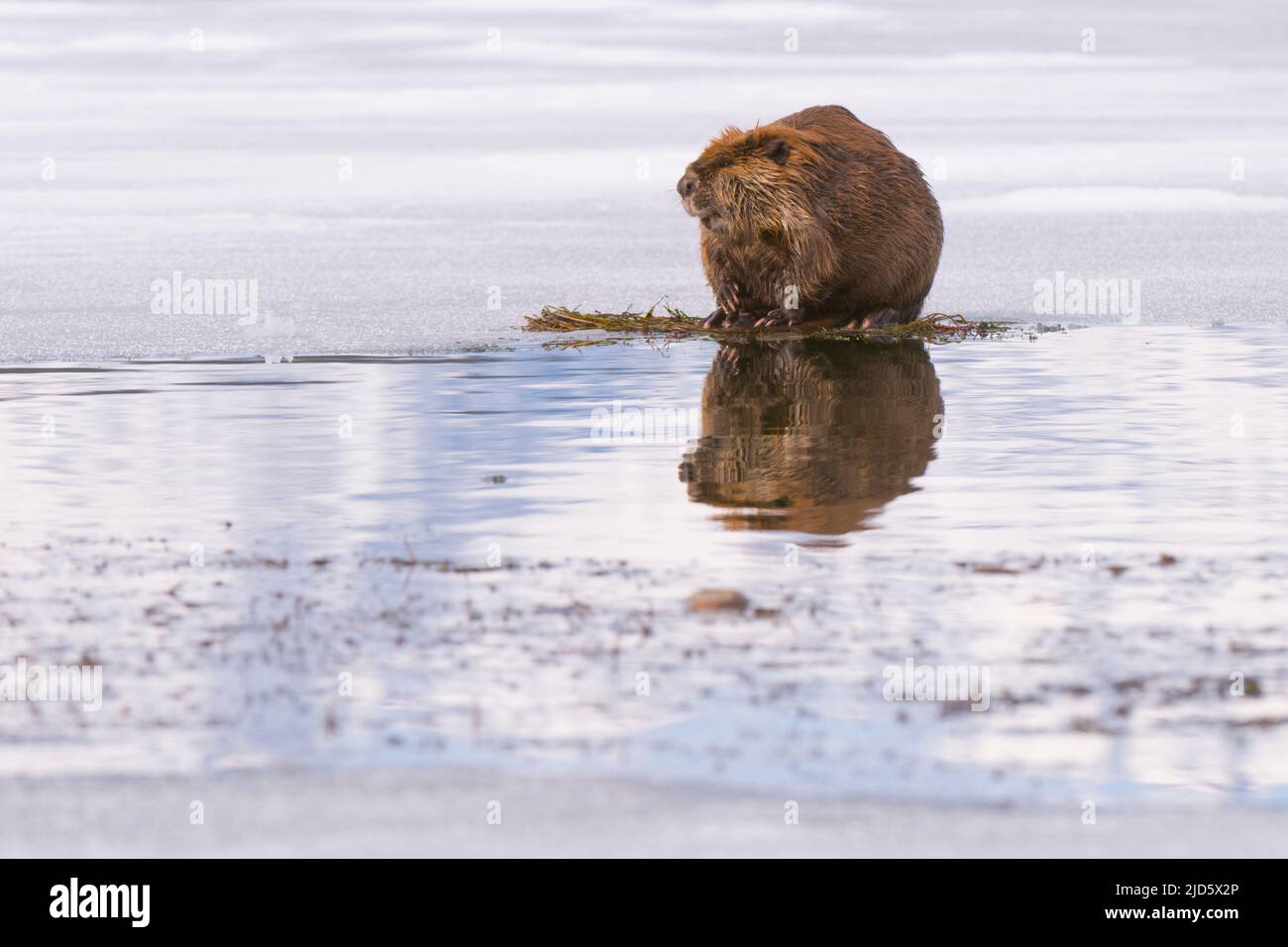 A large beaver sits on the edge of the ice with a reflection in the ...