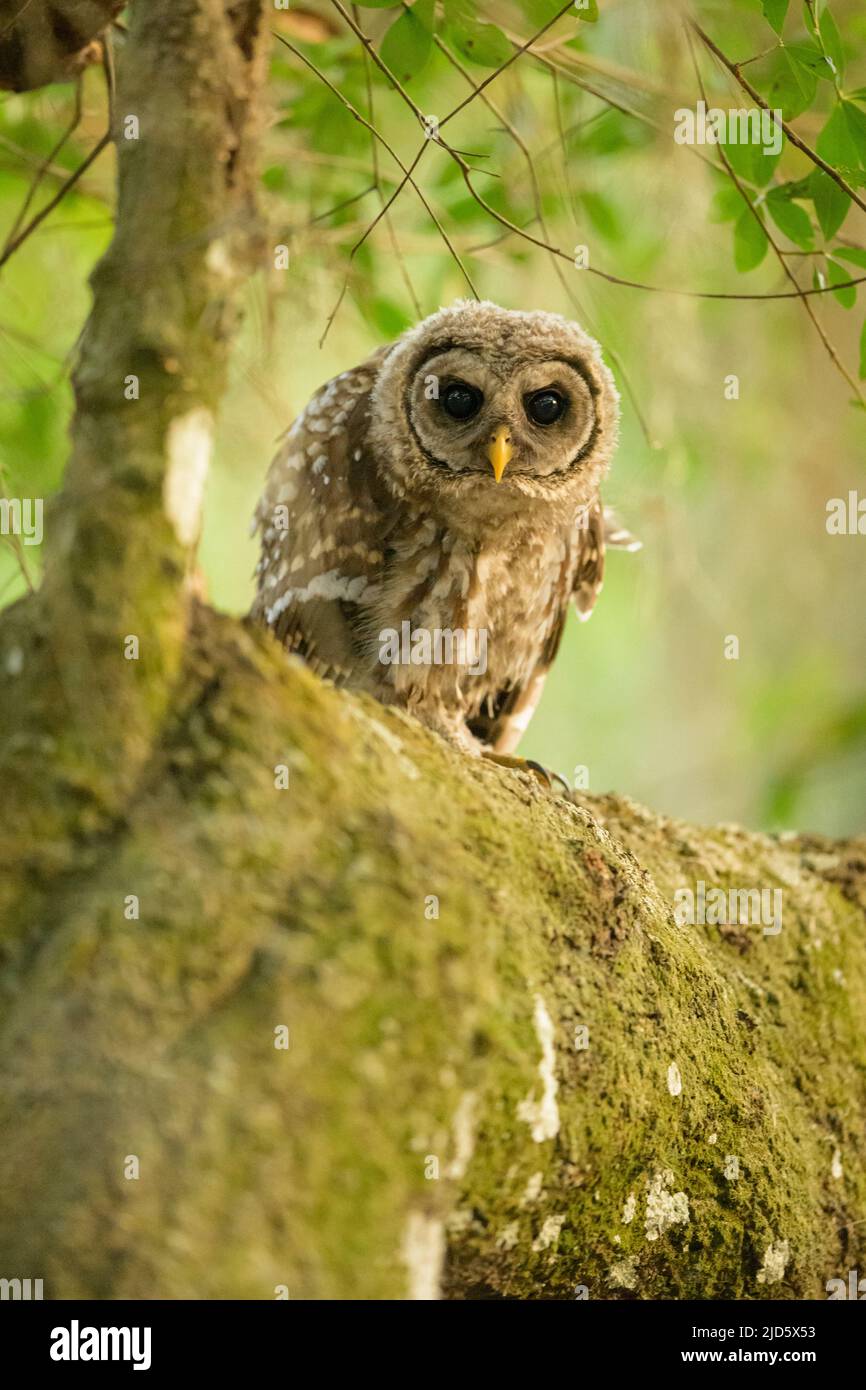 A young barred owl perches on a moss covered live oak branch while ...