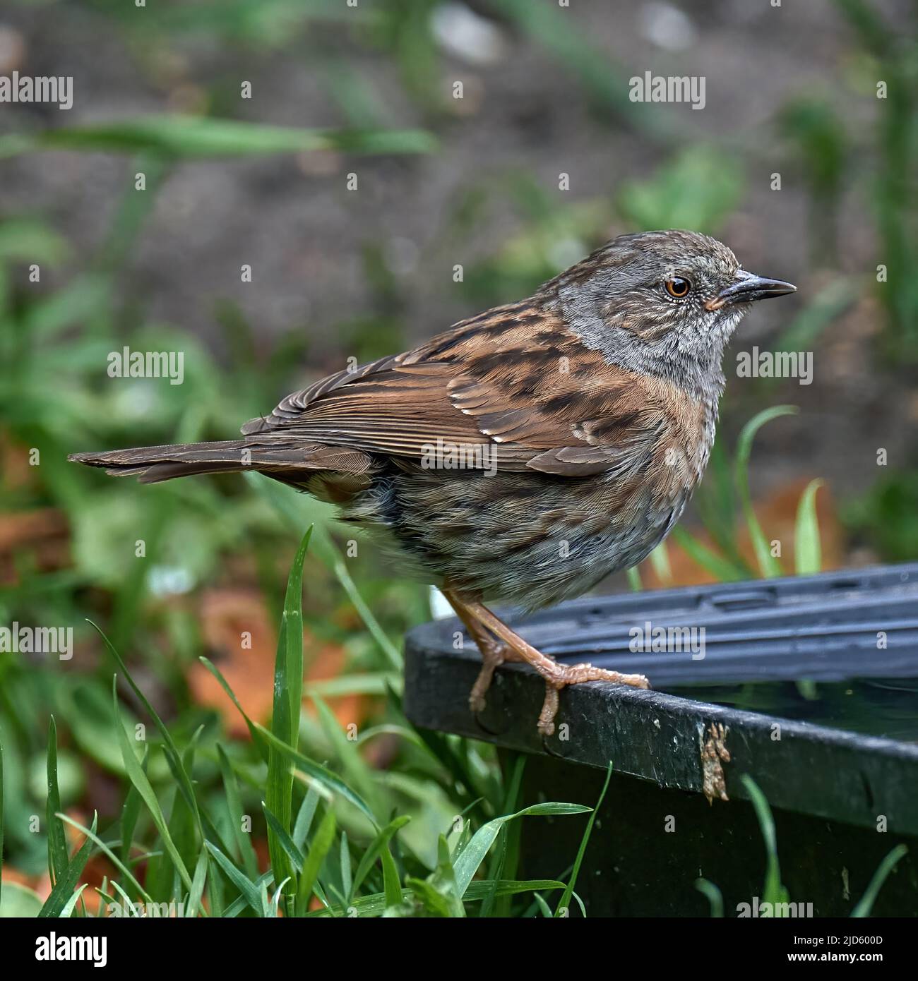 Birds sparrow hi-res stock photography and images - Alamy