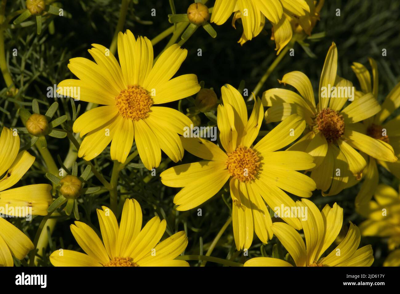 Coreopsis gigantea giant tickseed hi-res stock photography and images ...