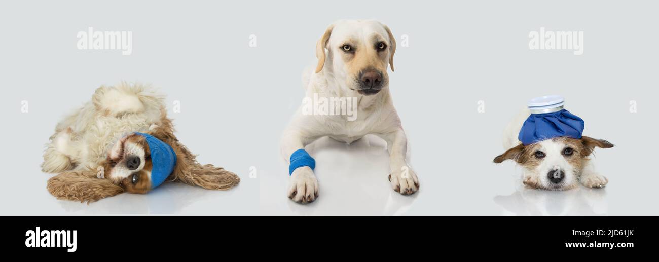 Banner three sick dogs with an ice bag and a blue bandage or elastic ...