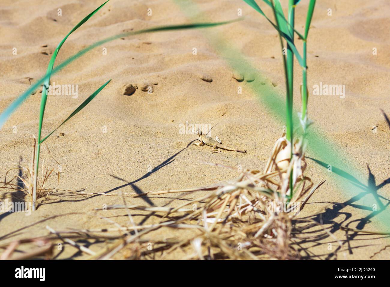Secret toad headed agama hi-res stock photography and images - Alamy