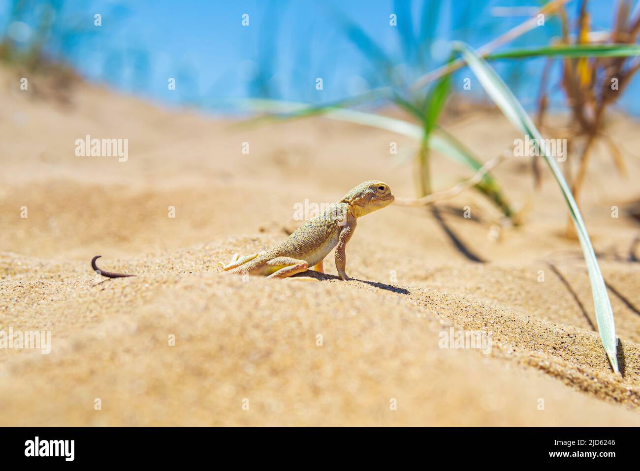 Secret toad headed agama hi-res stock photography and images - Alamy