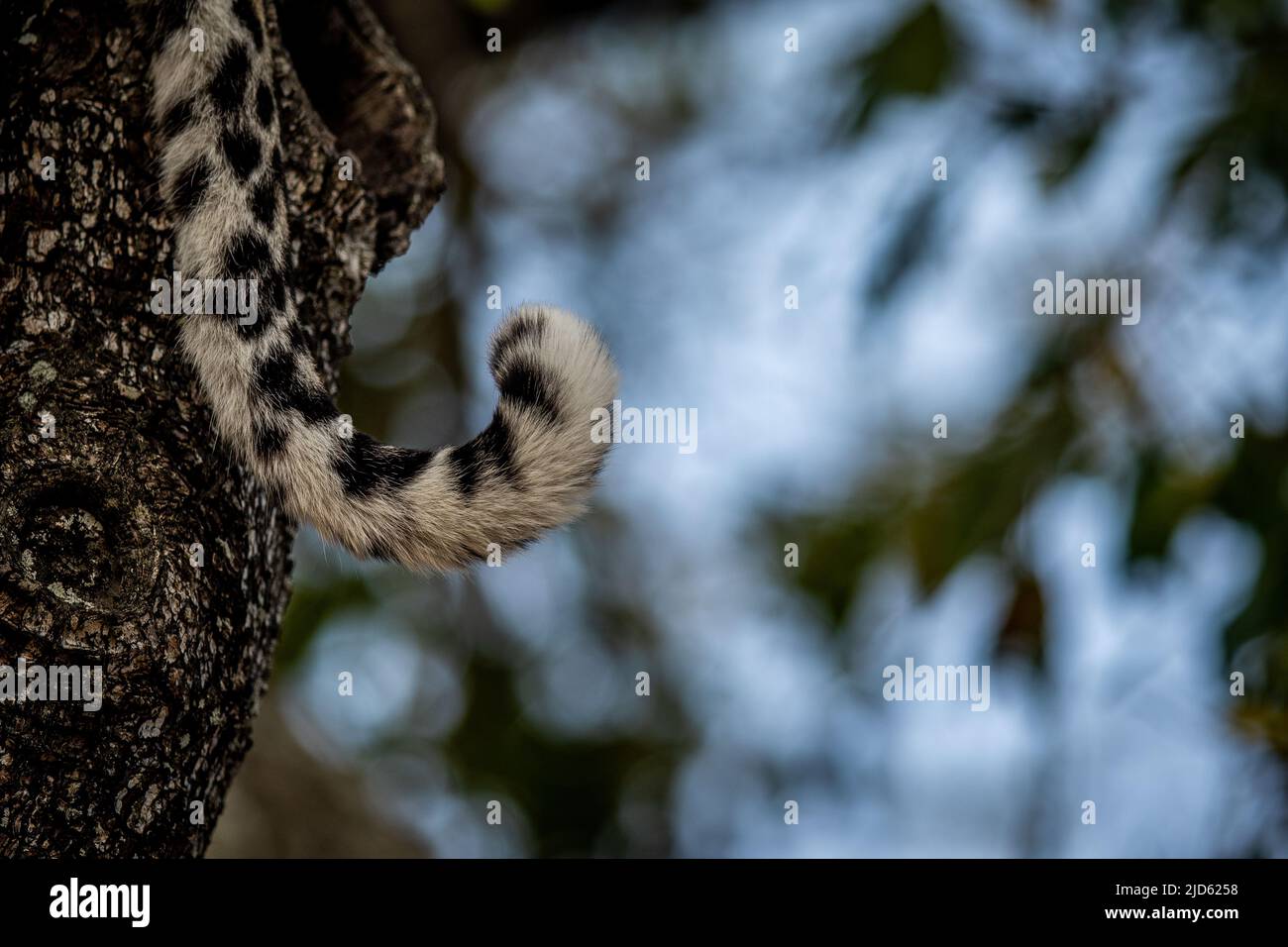 Leopards tail hi-res stock photography and images - Alamy