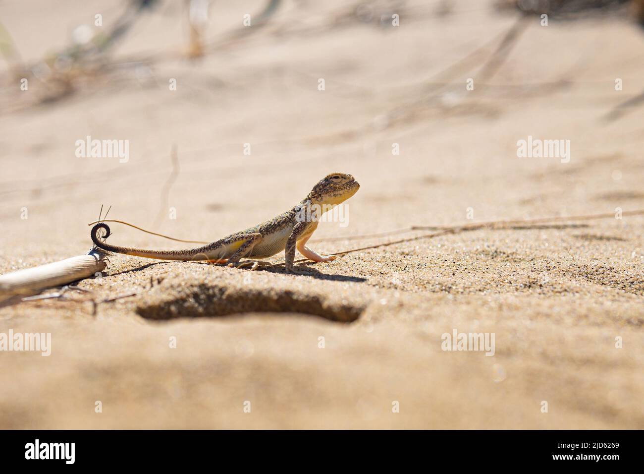 lizard toad-headed agama in the desert among dry stems Stock Photo - Alamy