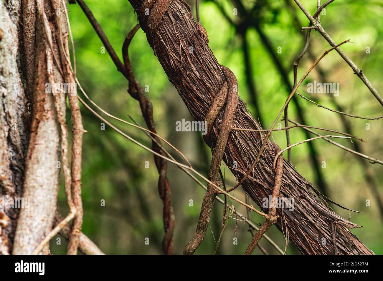 stems of climbing and creeping plants in a subtropical forest close-up ...