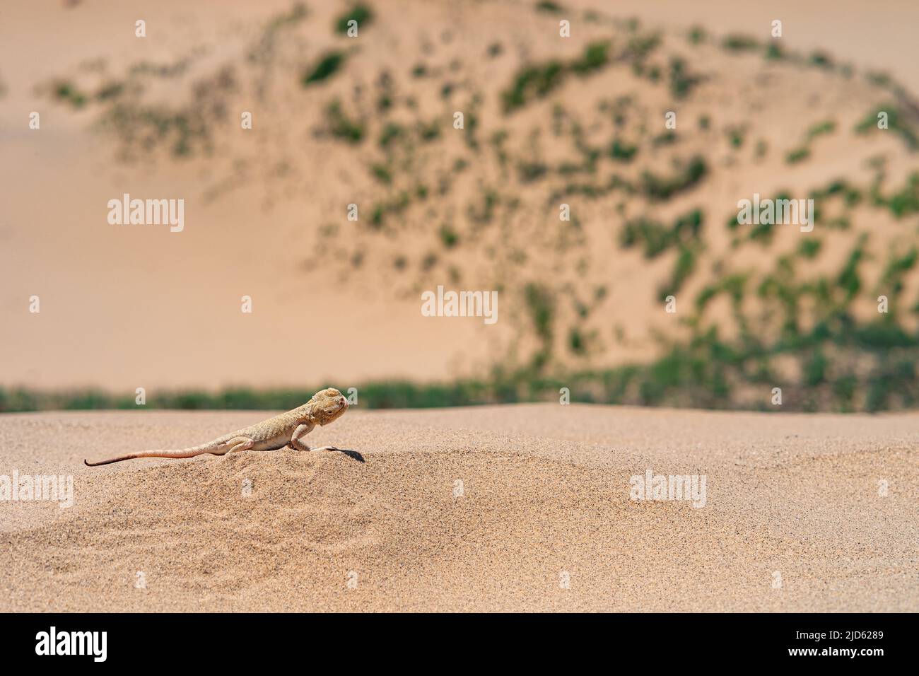 Lizard Phrynocephalus mystaceus (secret toadhead agama) on the sand ...