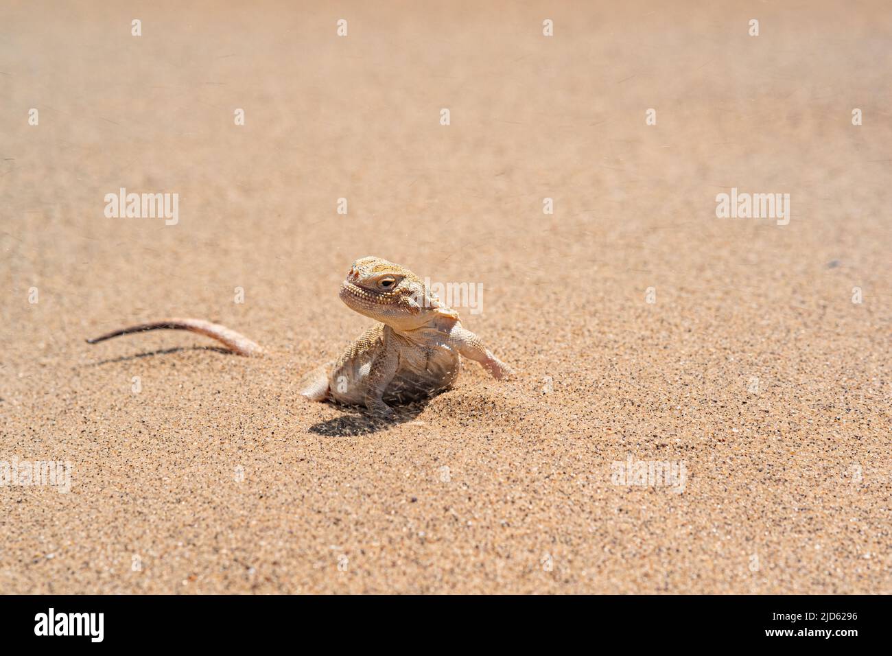 desert lizard toadhead agama half burrowing in the sand, close-up Stock ...