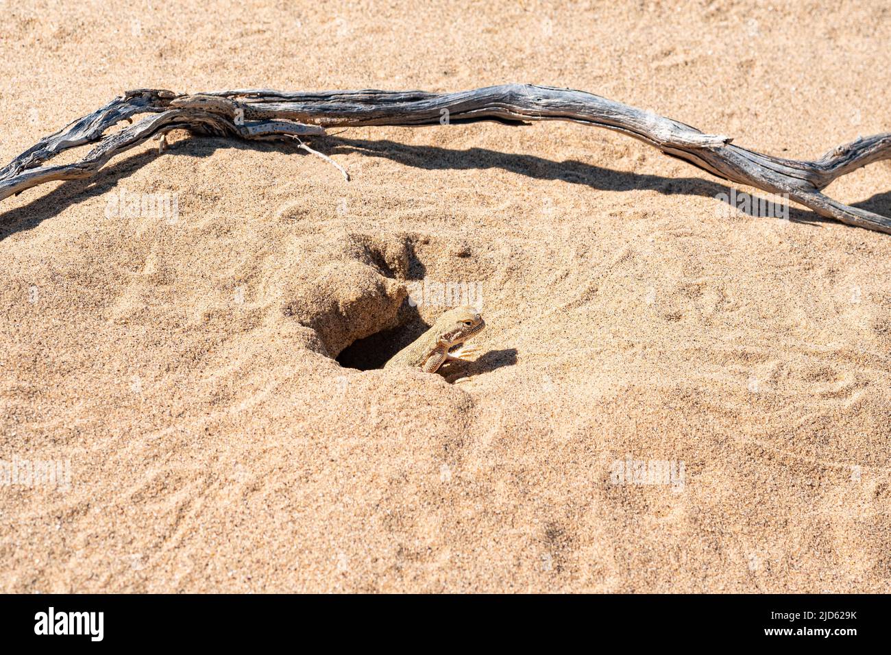 Desert lizard shelter hi-res stock photography and images - Alamy