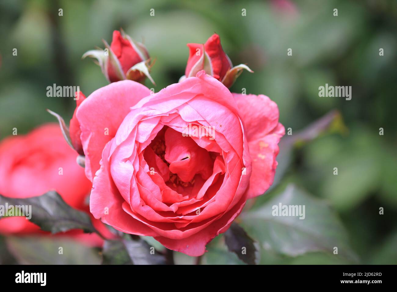 Arcen netherlands rose hi-res stock photography and images - Alamy
