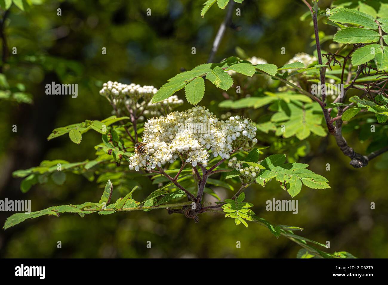 Cardinal Royal European Mountain Ash (Sorbus aucuparia ‘Michred’ Stock ...