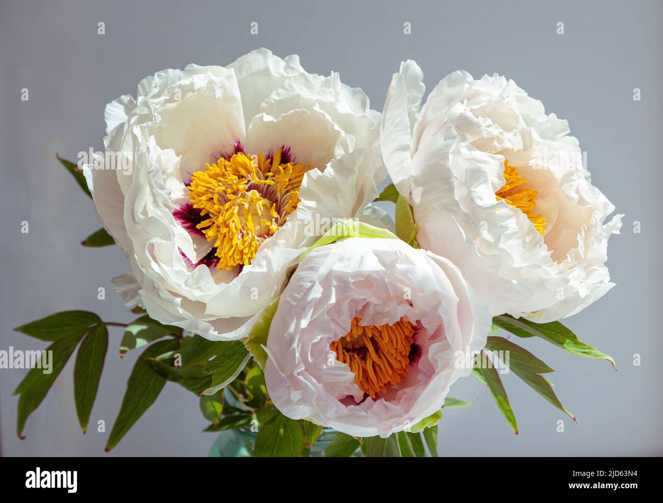 Tree peonies hi-res stock photography and images - Alamy