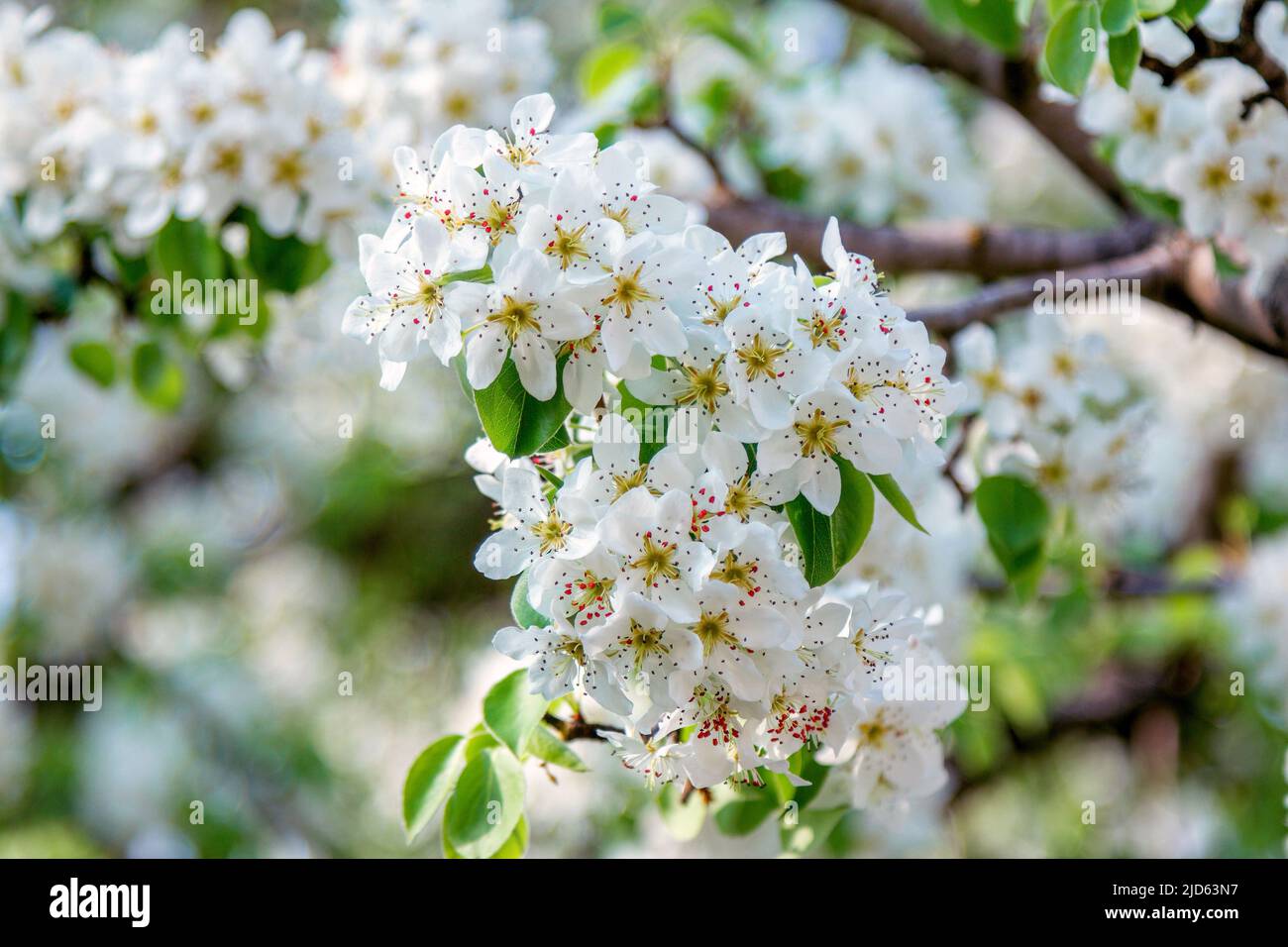 Beautiful blooming pear tree branches with white flowers growing in a ...