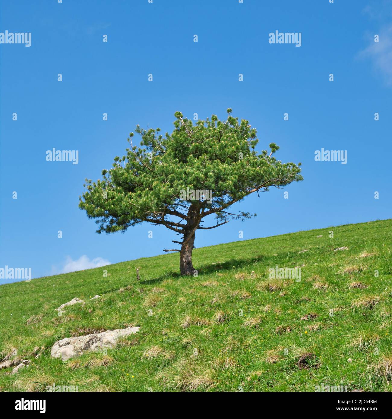 Tree grass slope hi-res stock photography and images - Alamy