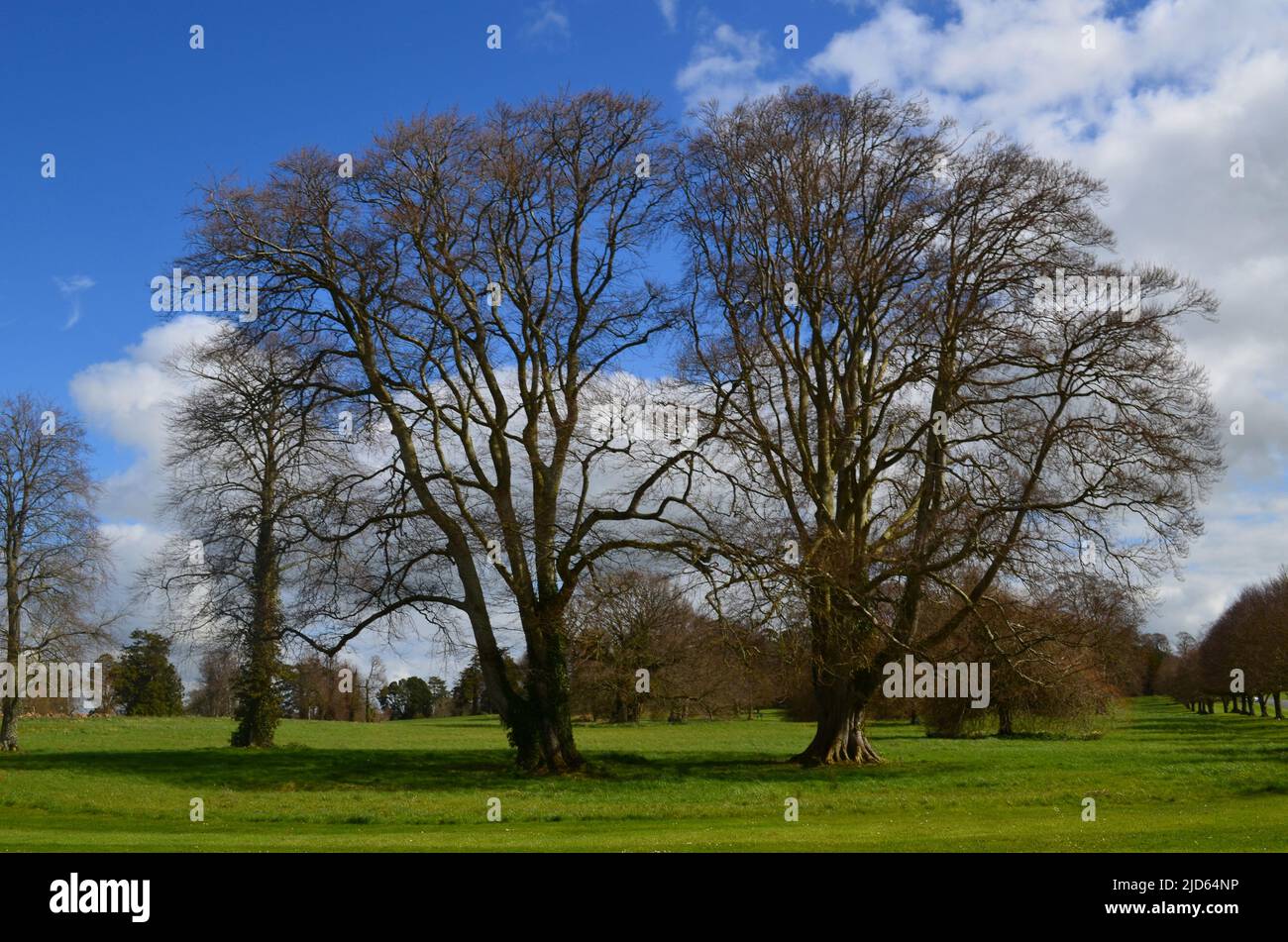 Pair of twin trees in Ireland in the spring Stock Photo - Alamy