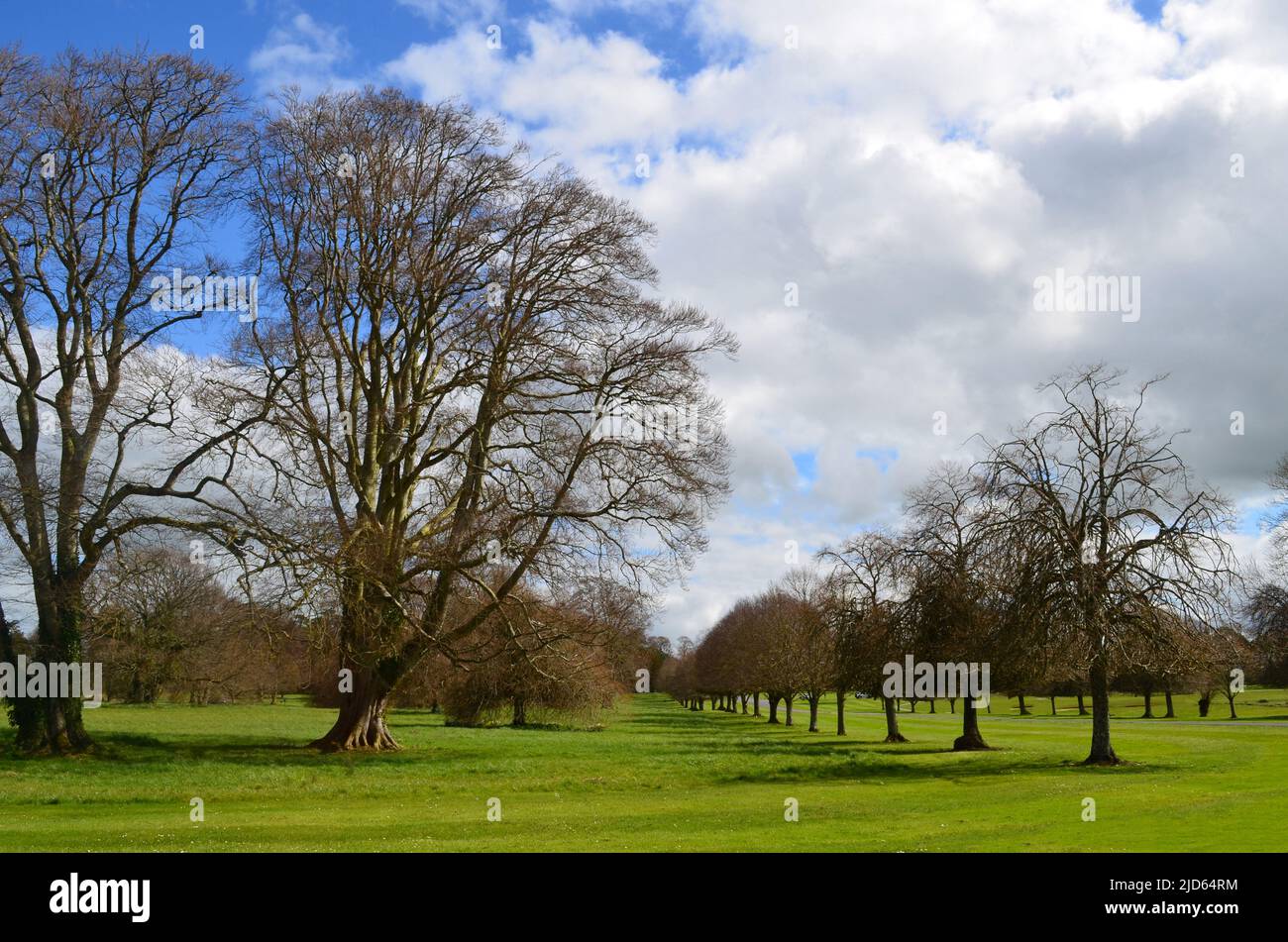 Row of cedar trees hi-res stock photography and images - Alamy