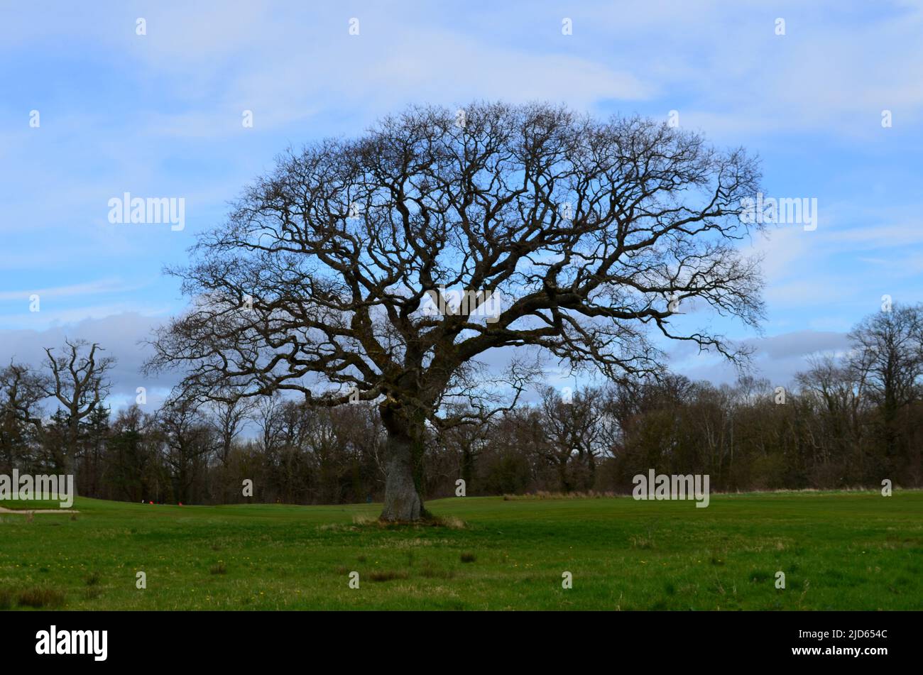 Lone large tree in a grass field in Adare Ireland Stock Photo - Alamy